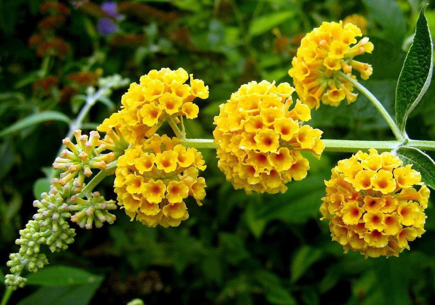 Golden Glow Butterfly Bush - Buddleia - Fragrant - 2.5" Pot - Walmart.com