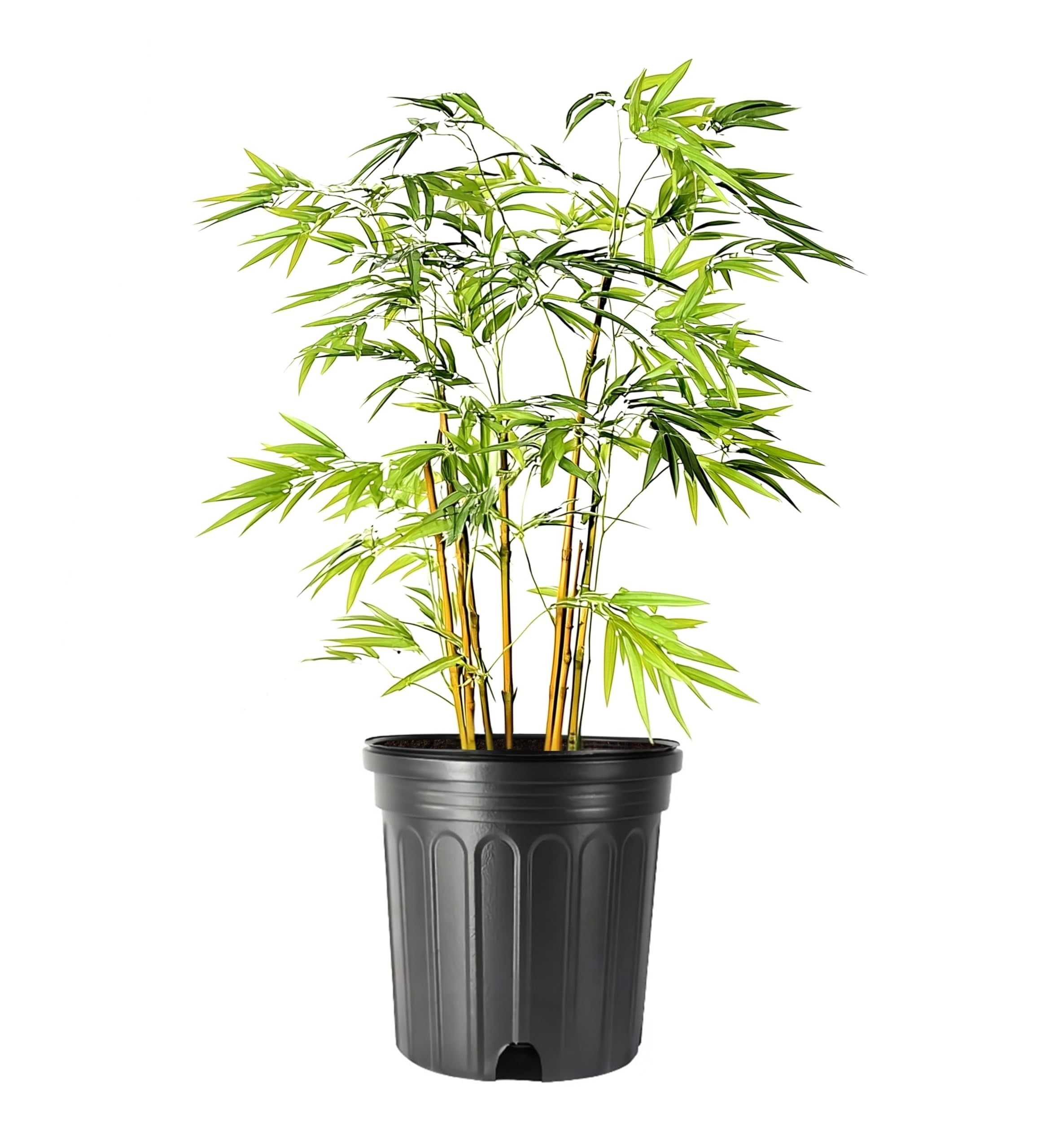 Golden Goddess Bamboo | 1 Large Gallon Size Plant | Bambusa multiplex ...