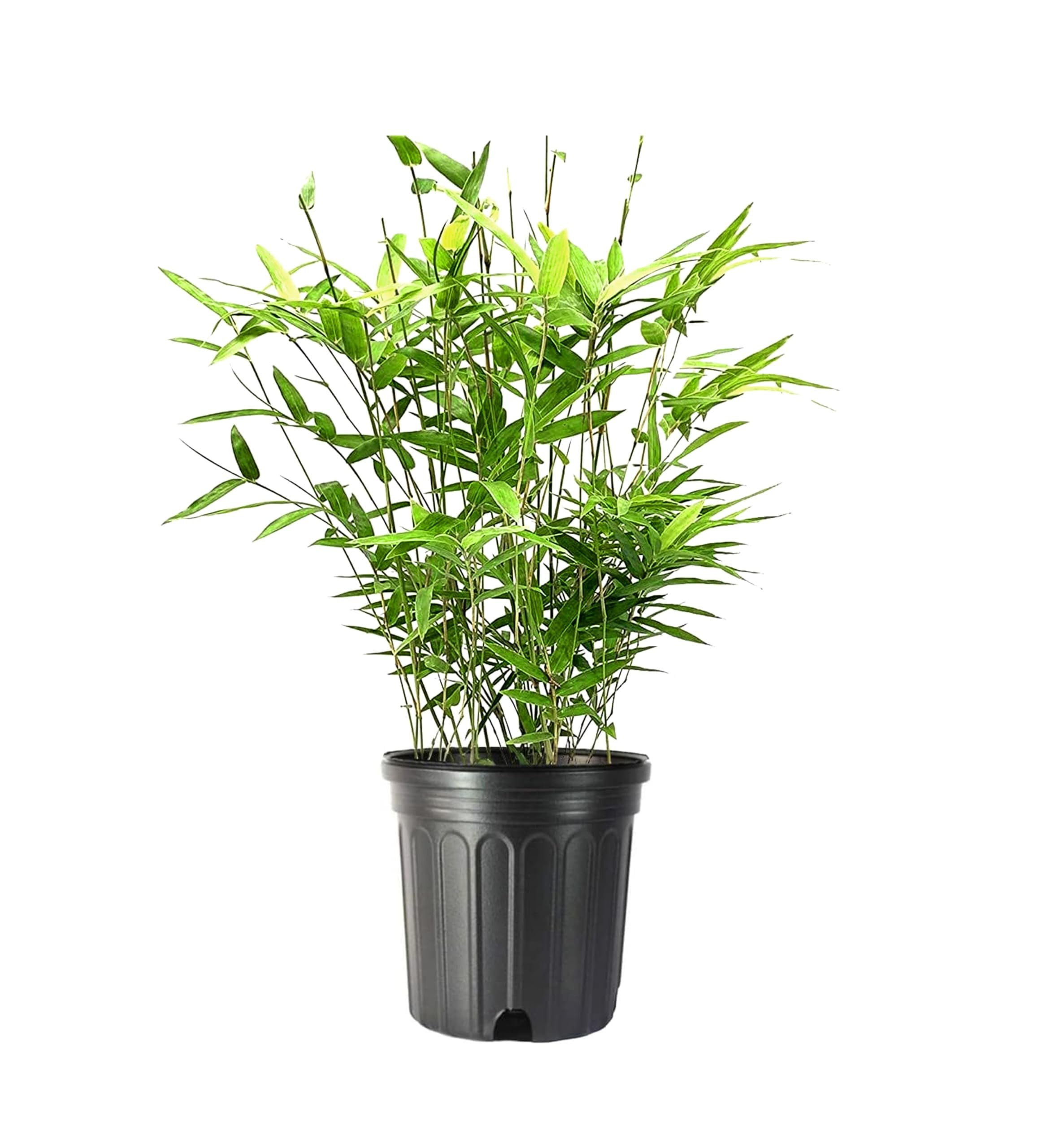 Golden Goddess Non-Invasive Clumping Bamboo Plant - 5 Live Plants in 6 ...
