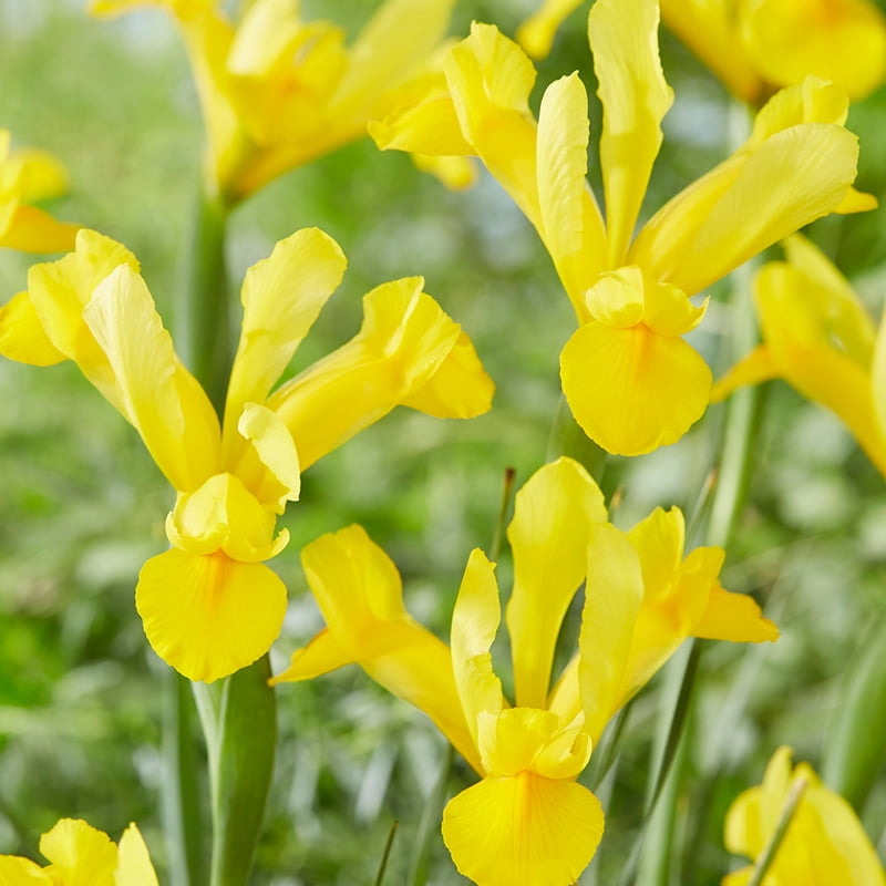 Golden Harvest Dutch Iris Flower Bulbs - 3 Bulbs per Pack - Deer ...