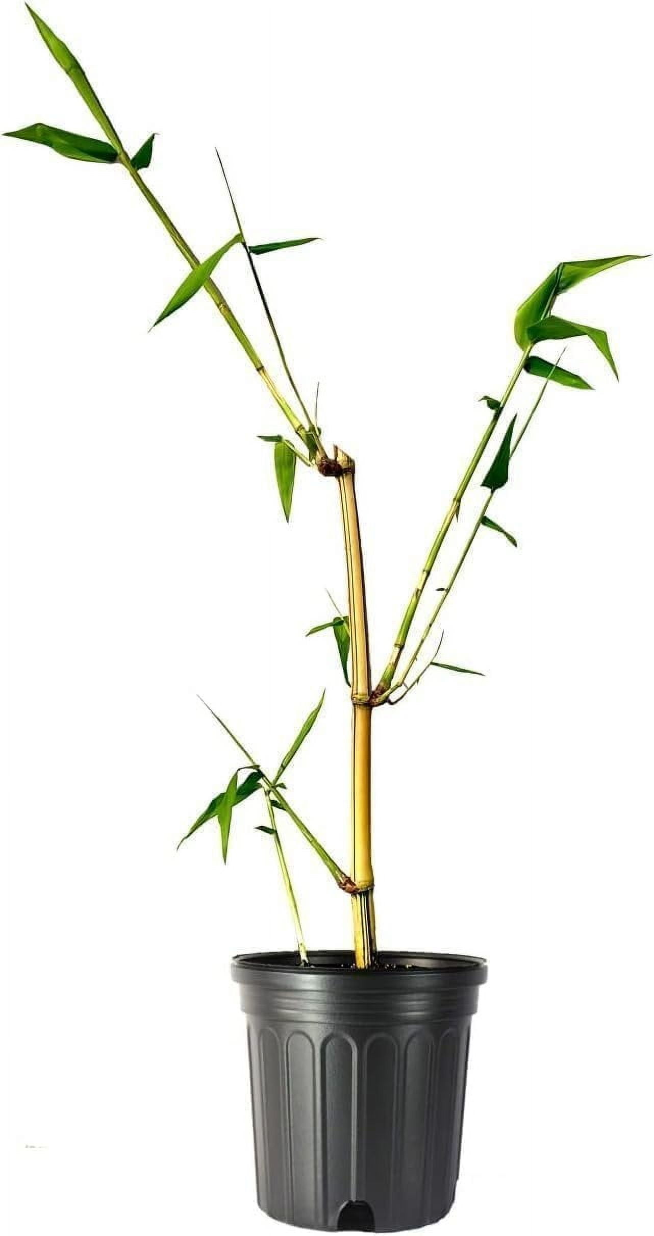 Golden Hawaiian Bamboo 2 Live Plants Bambusa Vulgaris Vittata Beautiful ...