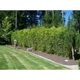 Golden Hedge Bamboo 2 Extra Large 3 Gallon Plants Bambusa Multiplex ...