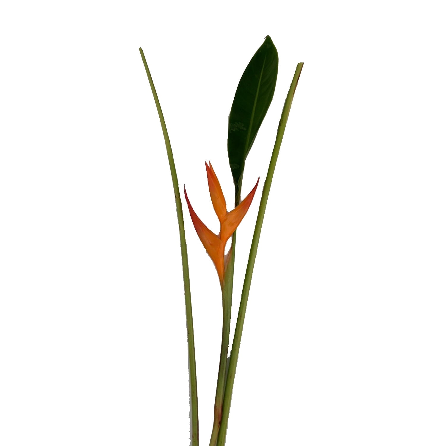 Golden Heliconia - Farm Direct Fresh Cut Flowers - 50 Stems - Walmart.com