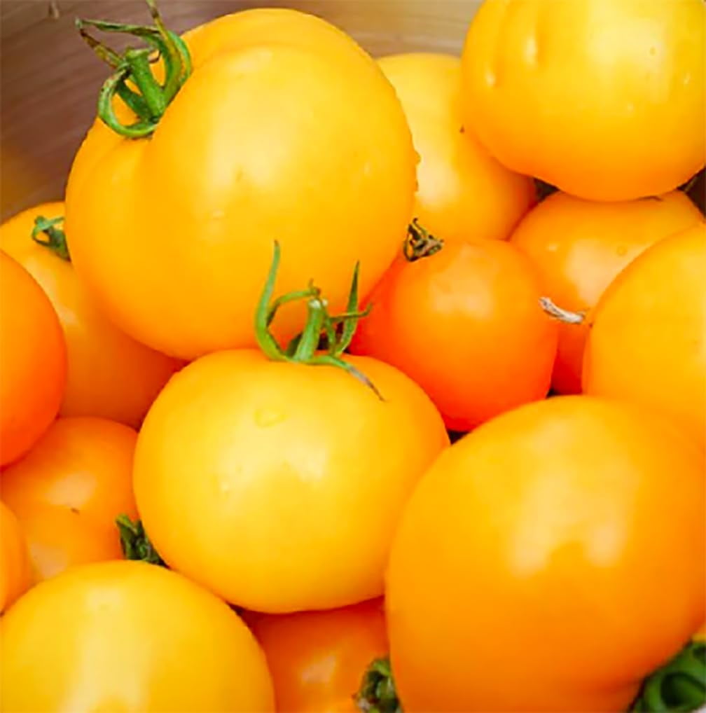 Golden Jubilee Tomato TWE5 Seeds - Large Tomato - One of The Most ...