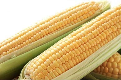 Golden Jubilee Yellow Sweet Corn Seeds for H2FSDPlanting - 30+ Per ...