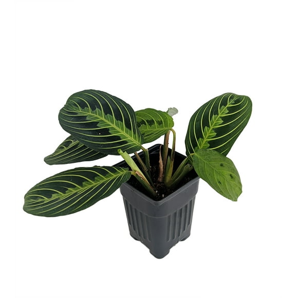 Prayer Plants in Indoor Plants - Walmart.com