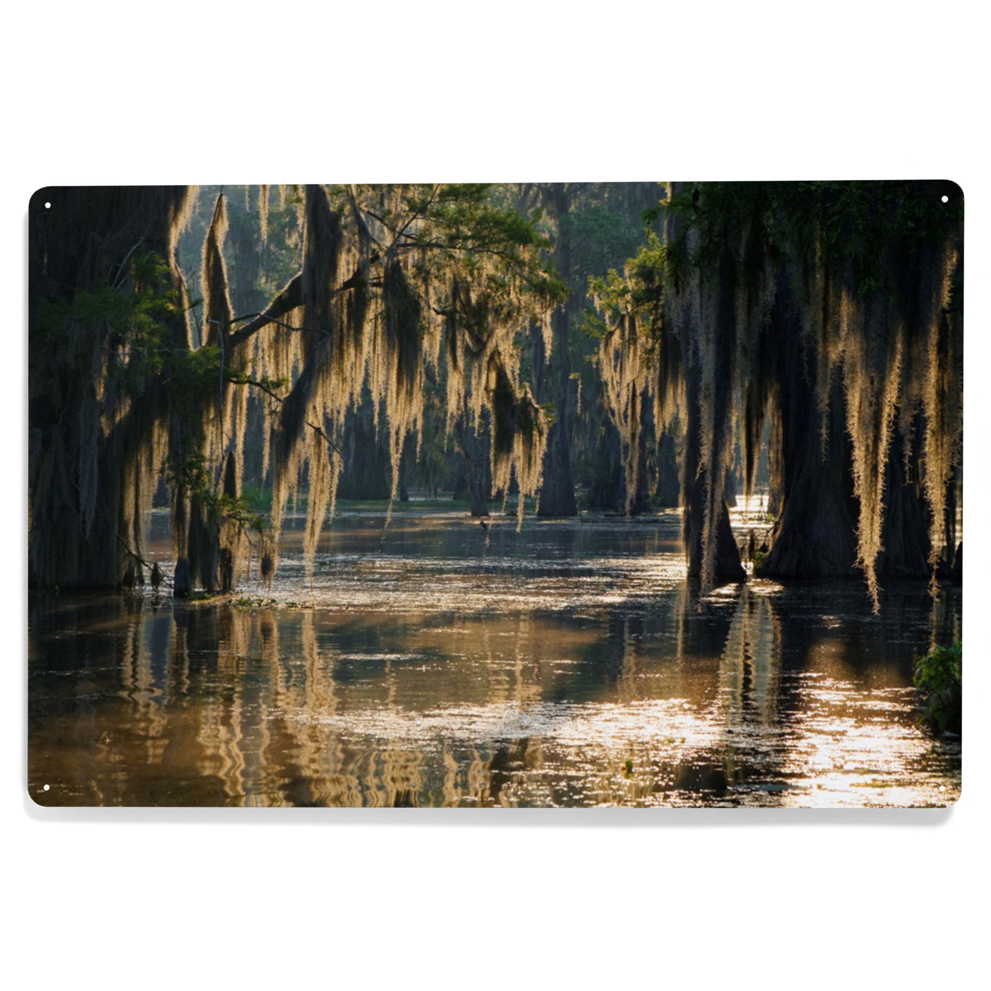 Golden Light in the Louisiana Bayou with Moss Covered Trees (12x18 ...