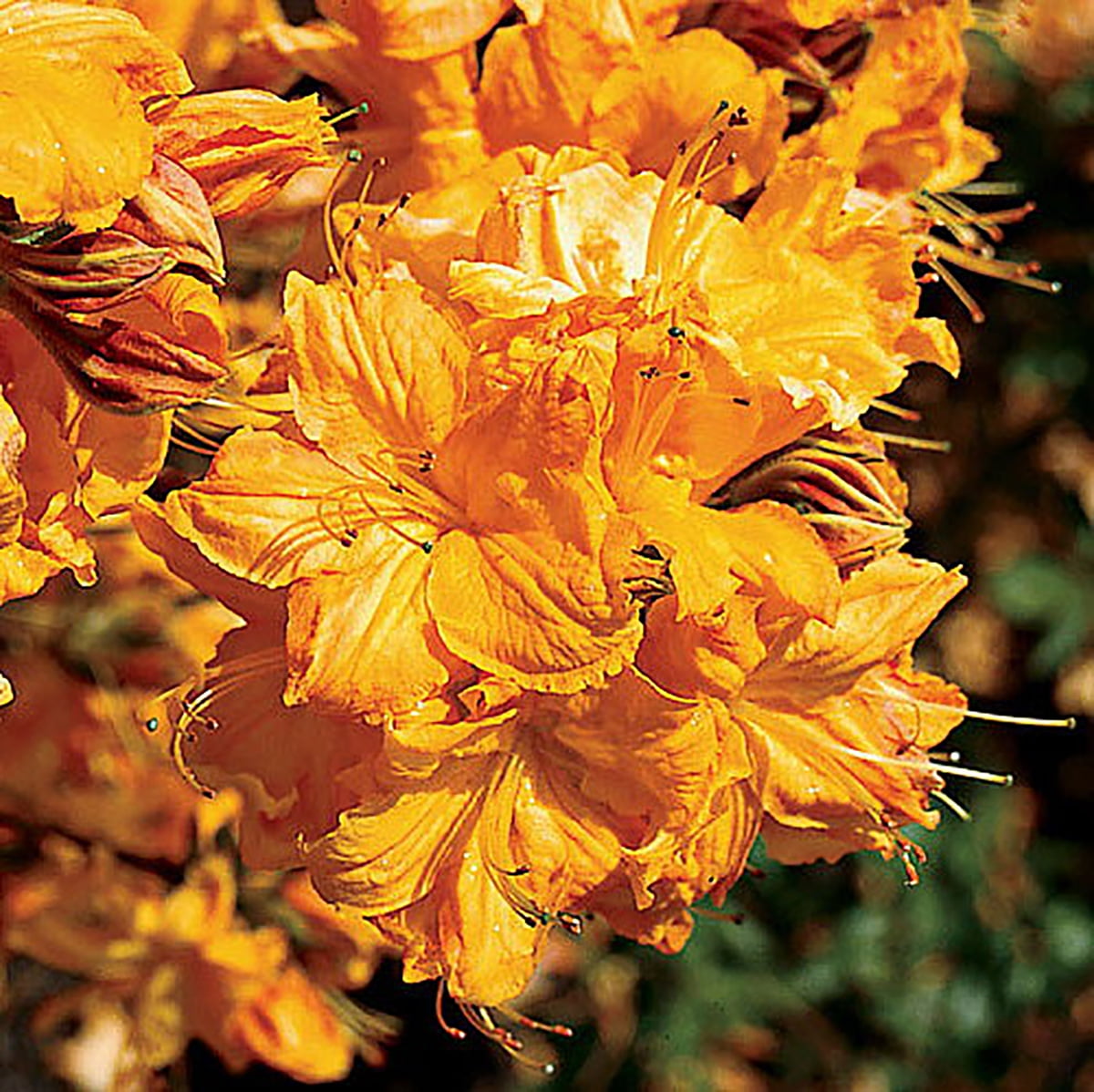 Golden Lights Deciduous Exbury Azalea - Gallon Pot - Walmart.com