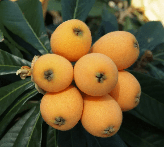 Golden Loquat Plant Live for Planting, Loquat Tree for Outdoor Garden ...