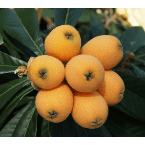 Golden Loquat Plant Live for Planting, Loquat Tree for Outdoor Garden ...