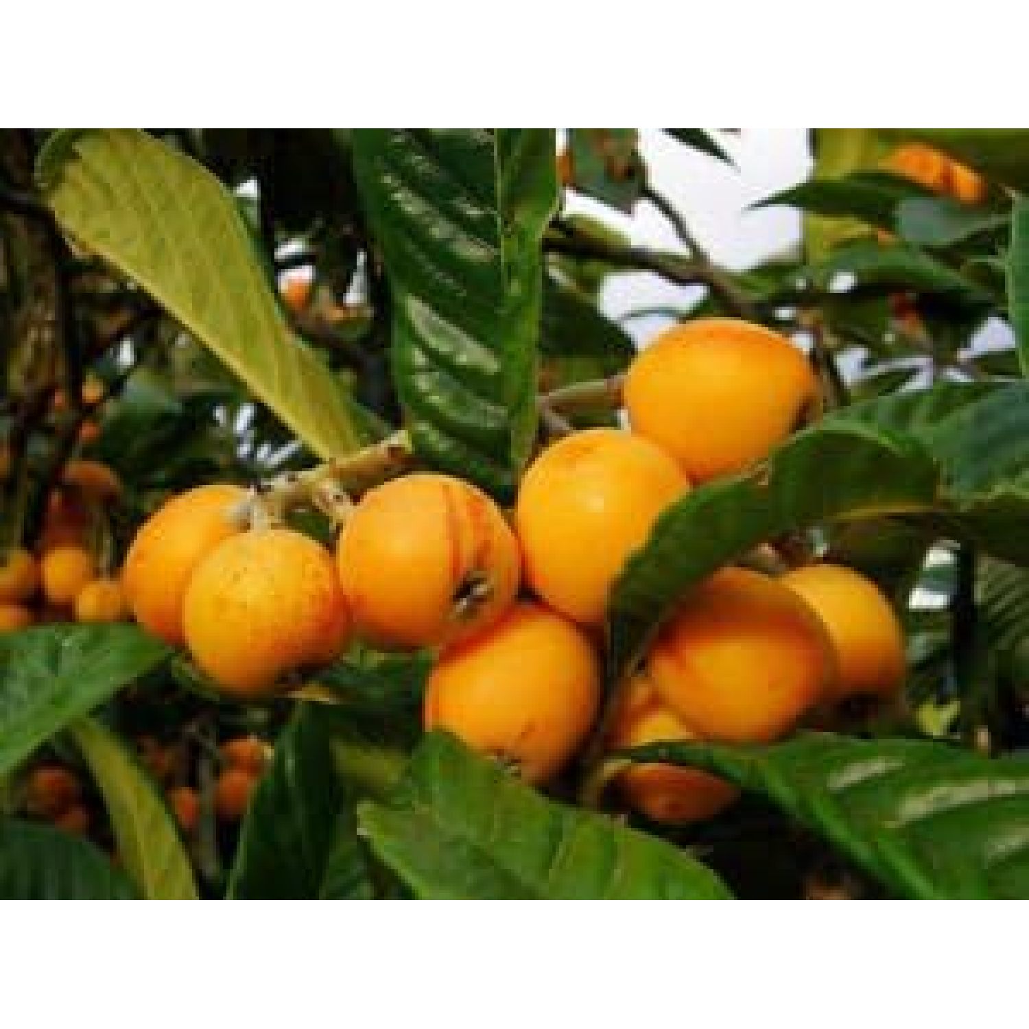 Golden Loquat Starter Plant Tree or Japanese Seeding Plump Tree ...
