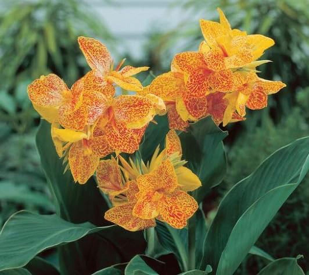 CZ Grain Golden Lucifer Canna Lily Bulbs, Stunning Yellow Flowers ...