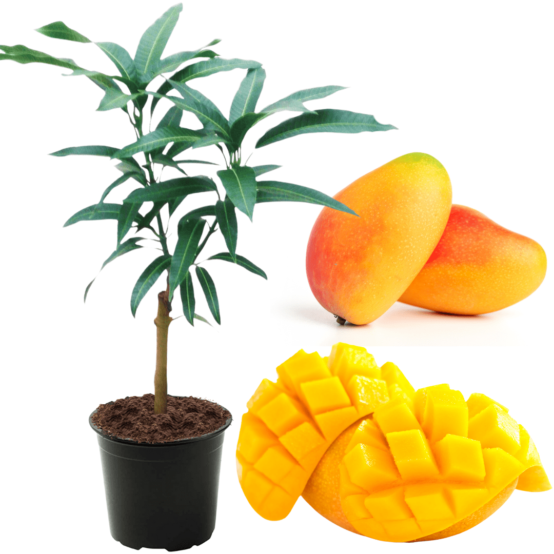 Golden Mango Tree Live Plant, 12-16 Inc Tall in 1 Gallon Pot, Cold ...