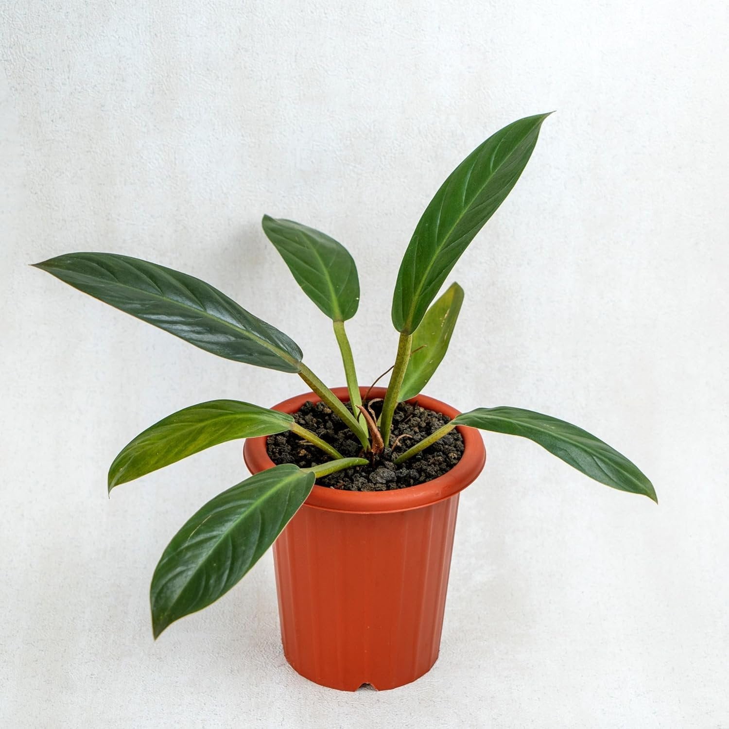 Golden Melonii Philodendron - Live Plant in a 4 Inch Pot - Philodendron ...