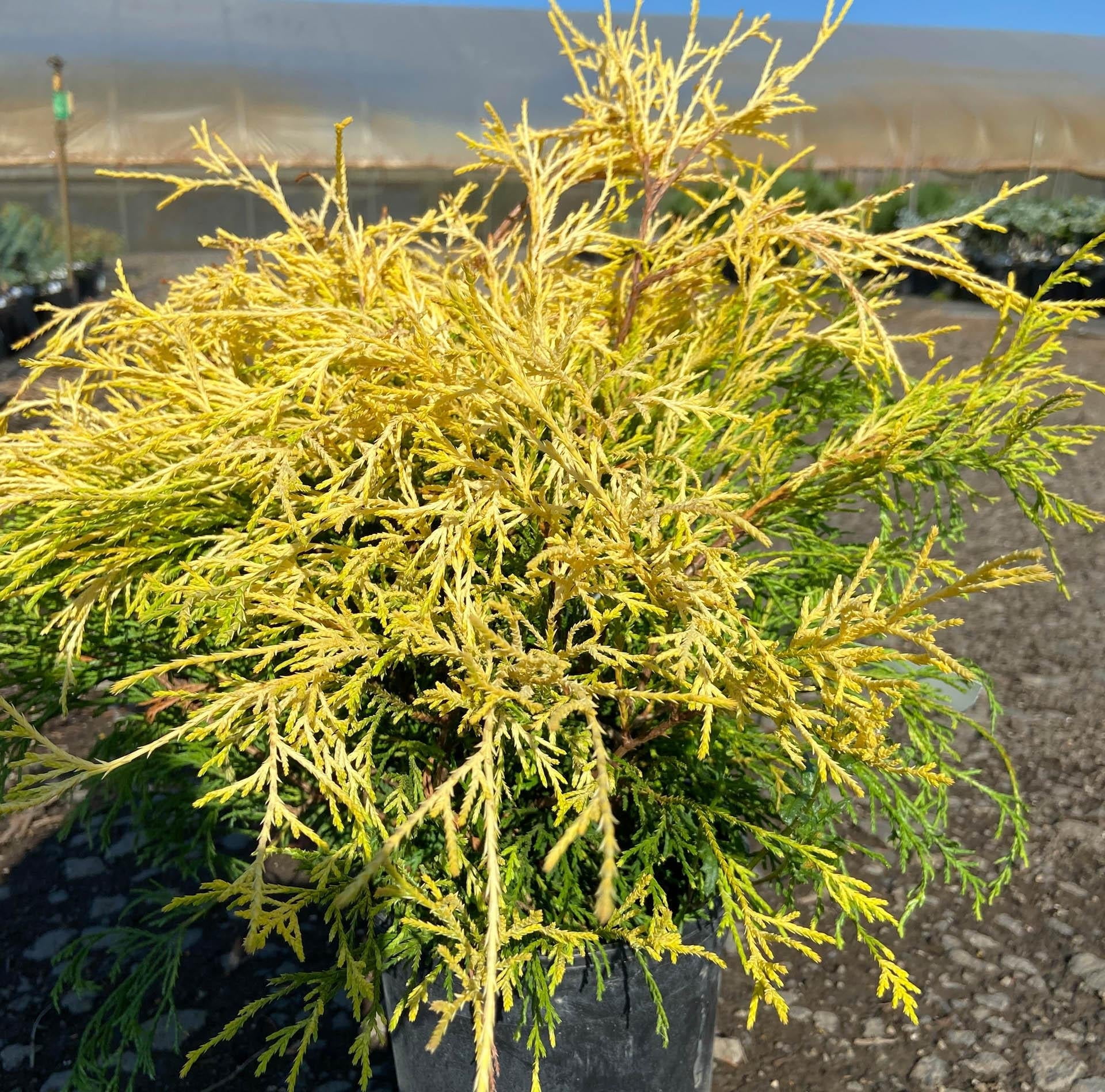 Golden Mop Threadleaf Falsecypress-Evergreen-Unique texture and color 1 ...
