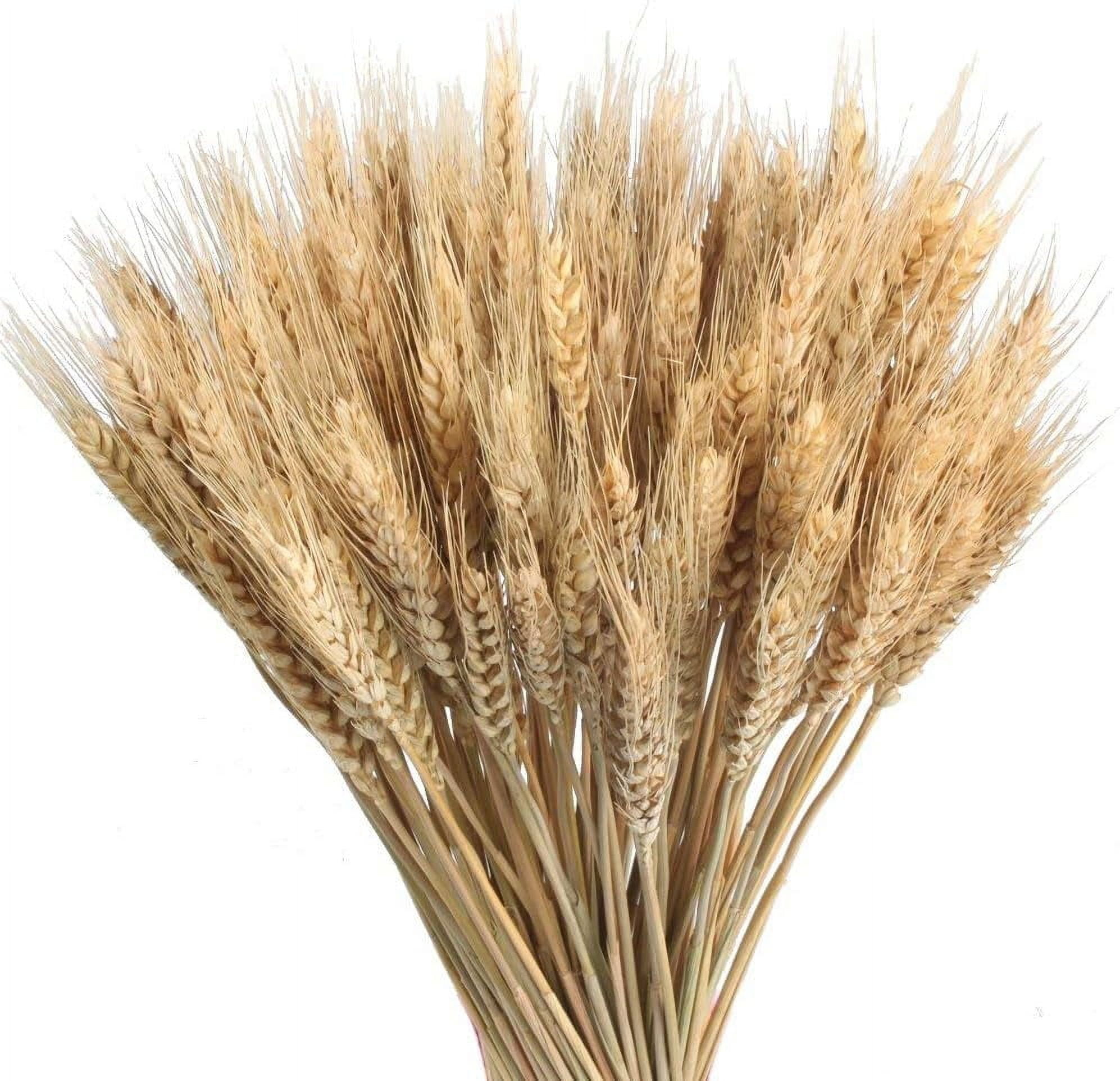 Golden Natural Wheat, Dried Wheat Stalks, Perfect For Fall Farmhouse ...