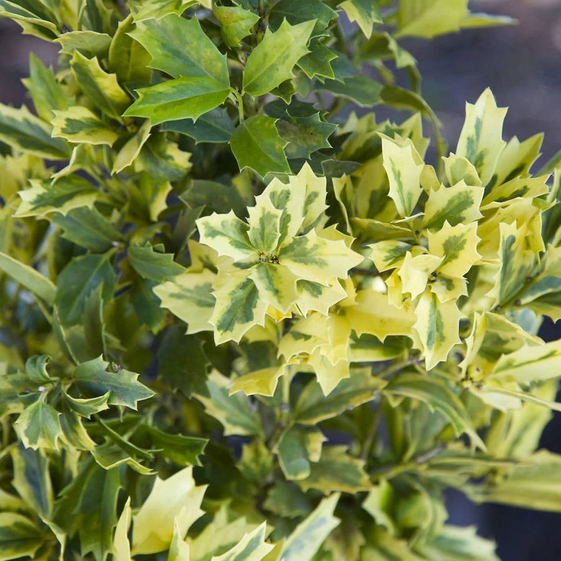 Southern Living Golden Oakland Holly Live Shrub in 3-Gallon Grower Pot ...