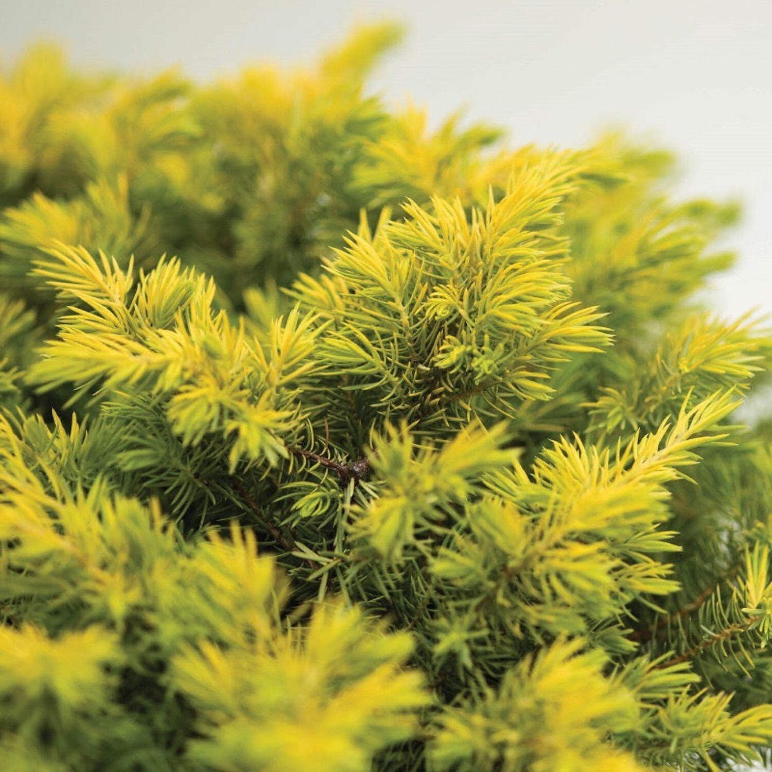 Golden Pacific™ Juniper - Juniperus conferta 'sPg-3-016' - Walmart.com