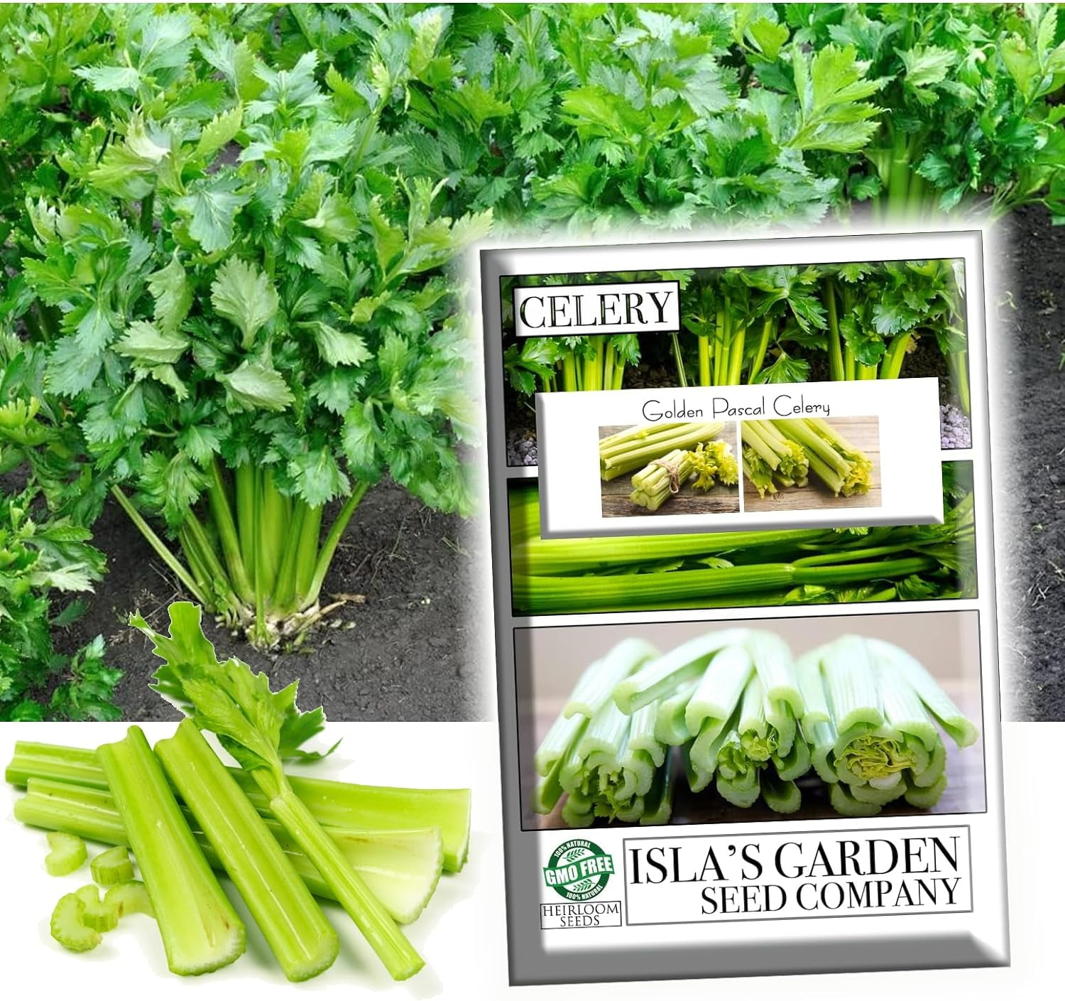 Golden Pascal Celery Seeds for Planting, 1000+ Heirloom Seeds Per ...