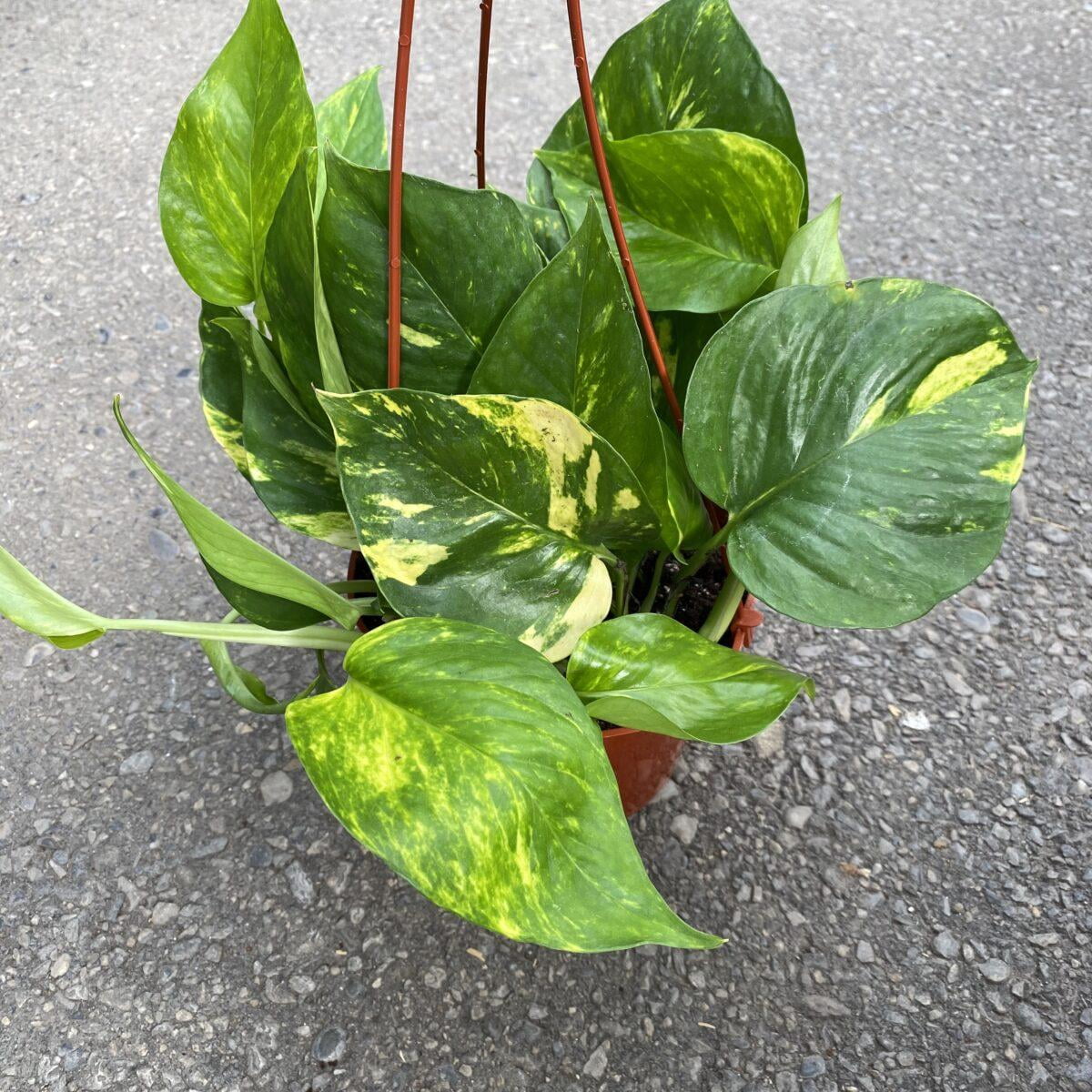 RedCrocus Golden Pothos Epipremnum aureum 'Golden' Indoor Plant ...
