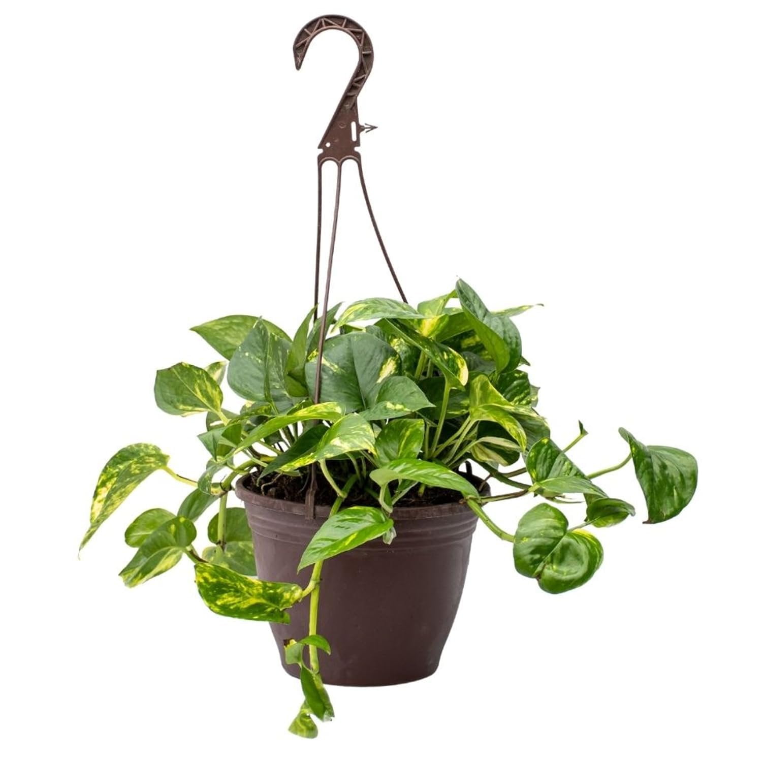Golden Pothos Hanging Basket - Live Plant in an 8 Inch Hanging Basket ...