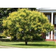 Golden Raintree