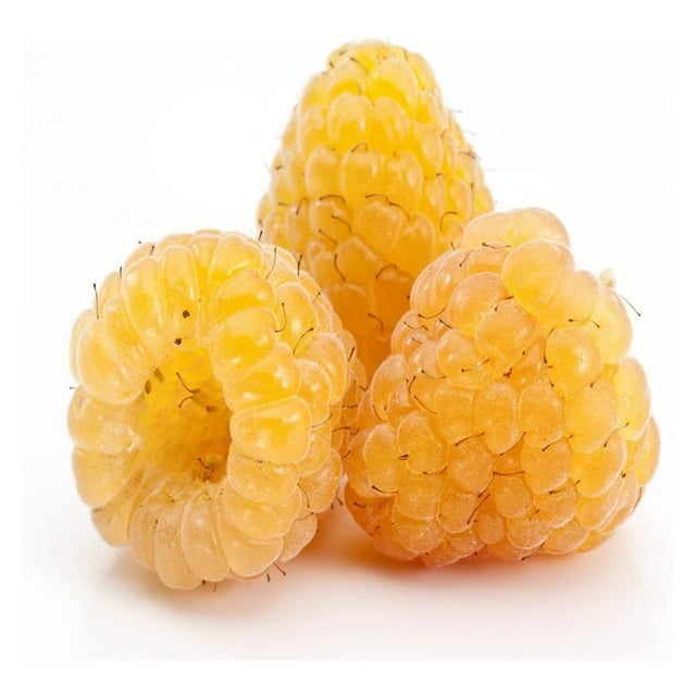 Golden Raspberry - 5 Golden Raspberry Plants - Everbearing - Organic ...