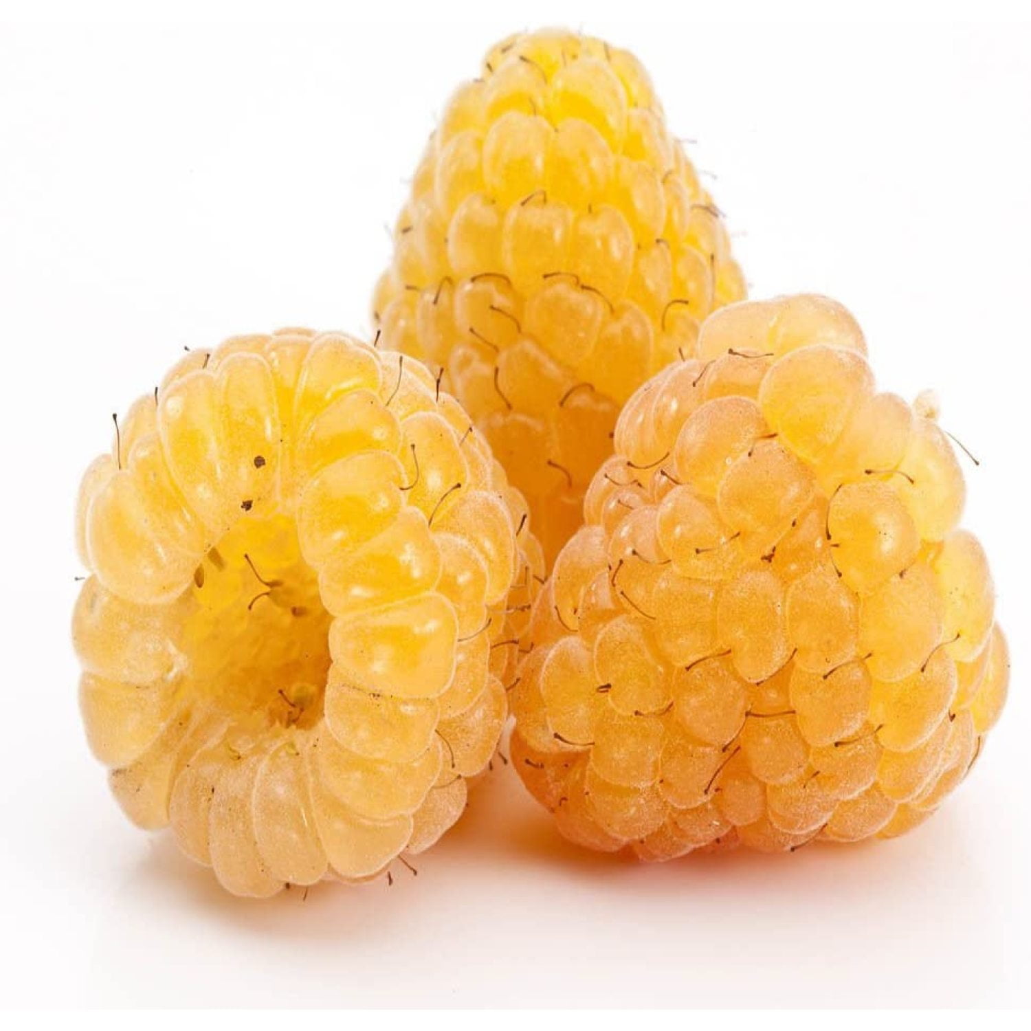 Golden Raspberry - 5 Golden Raspberry Plants - Everbearing - Organic ...