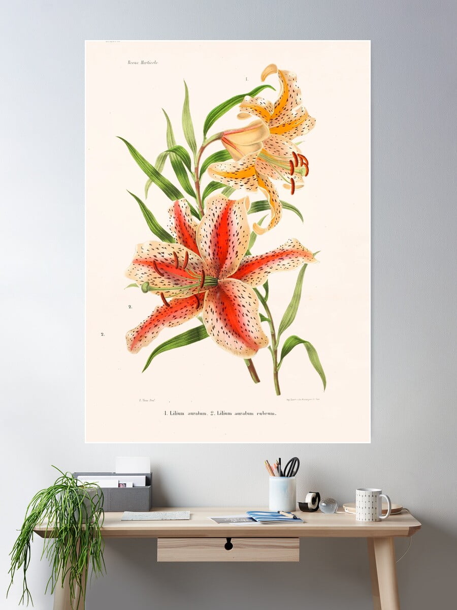 Golden-Rayed Lily Illustration - Lilium Auratum Poster Wall Art, Modern ...