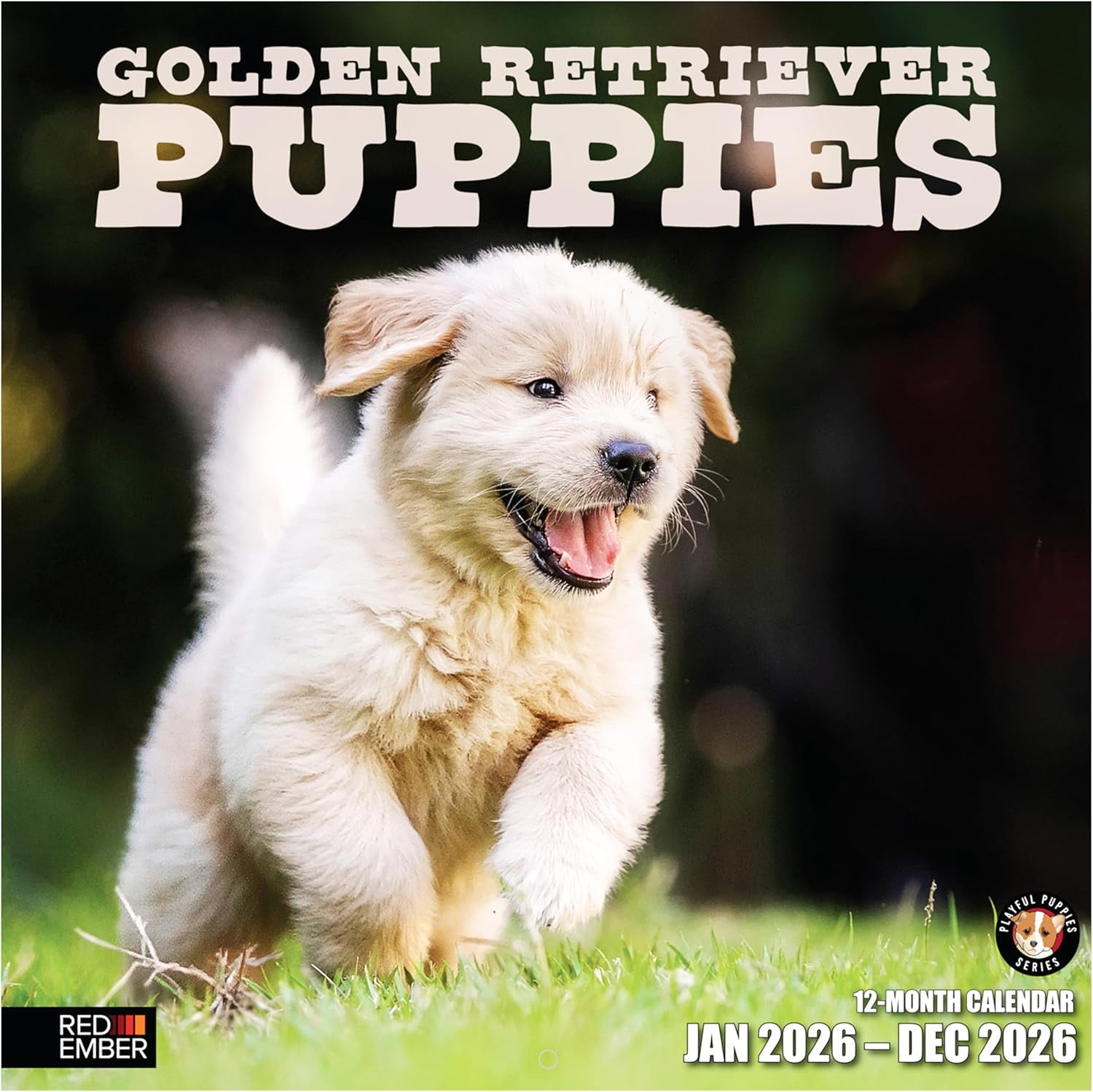 Golden Retriever Puppies 2026 Wall Calendar 12 Month | 12" x 24" Open ...