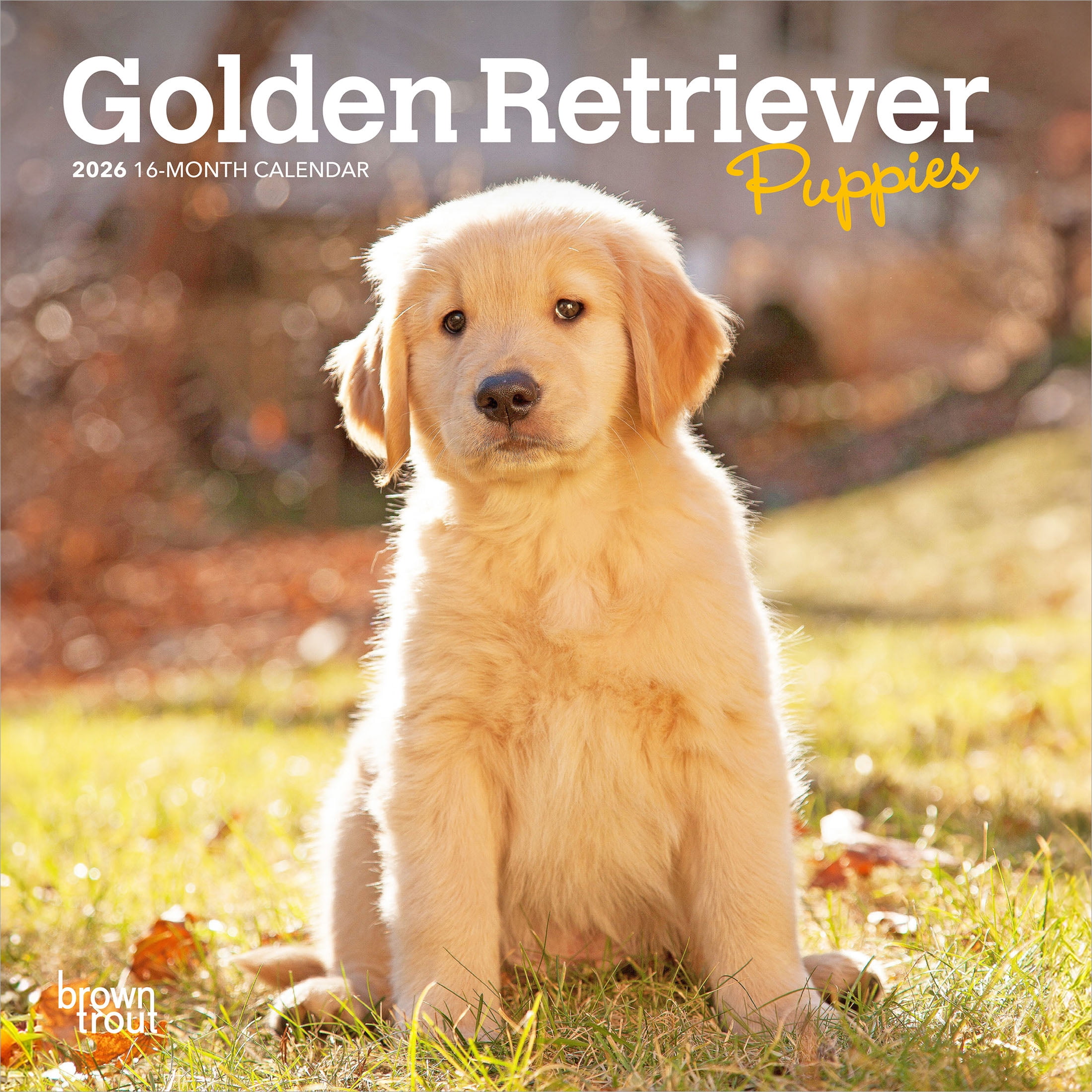 Golden Retriever Puppies | 2026 7x14" (Hanging) Mini Wall Calendar ...