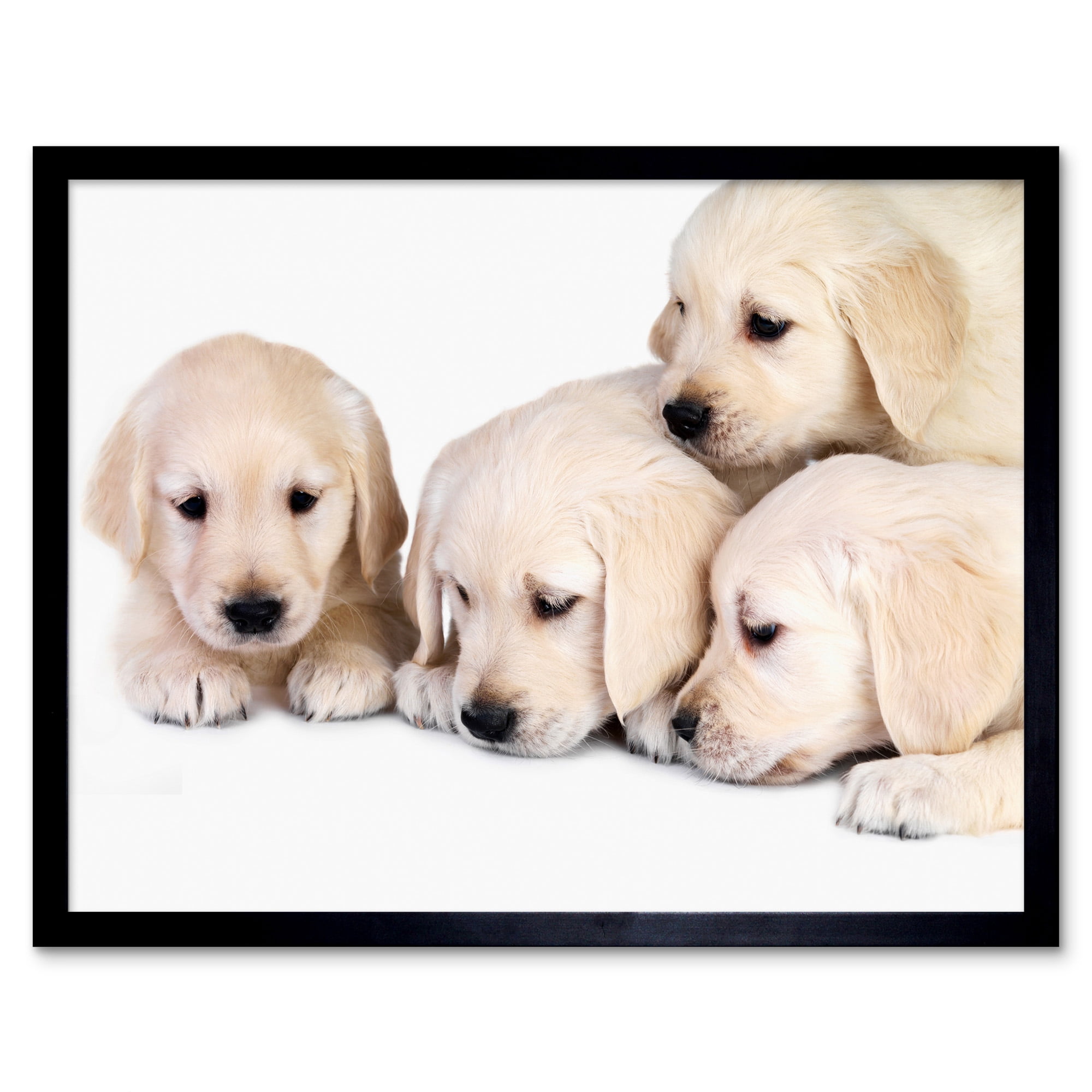 Golden Retriever Puppy Dogs Pet Puppies Cute Baby Animal Photograph Art ...