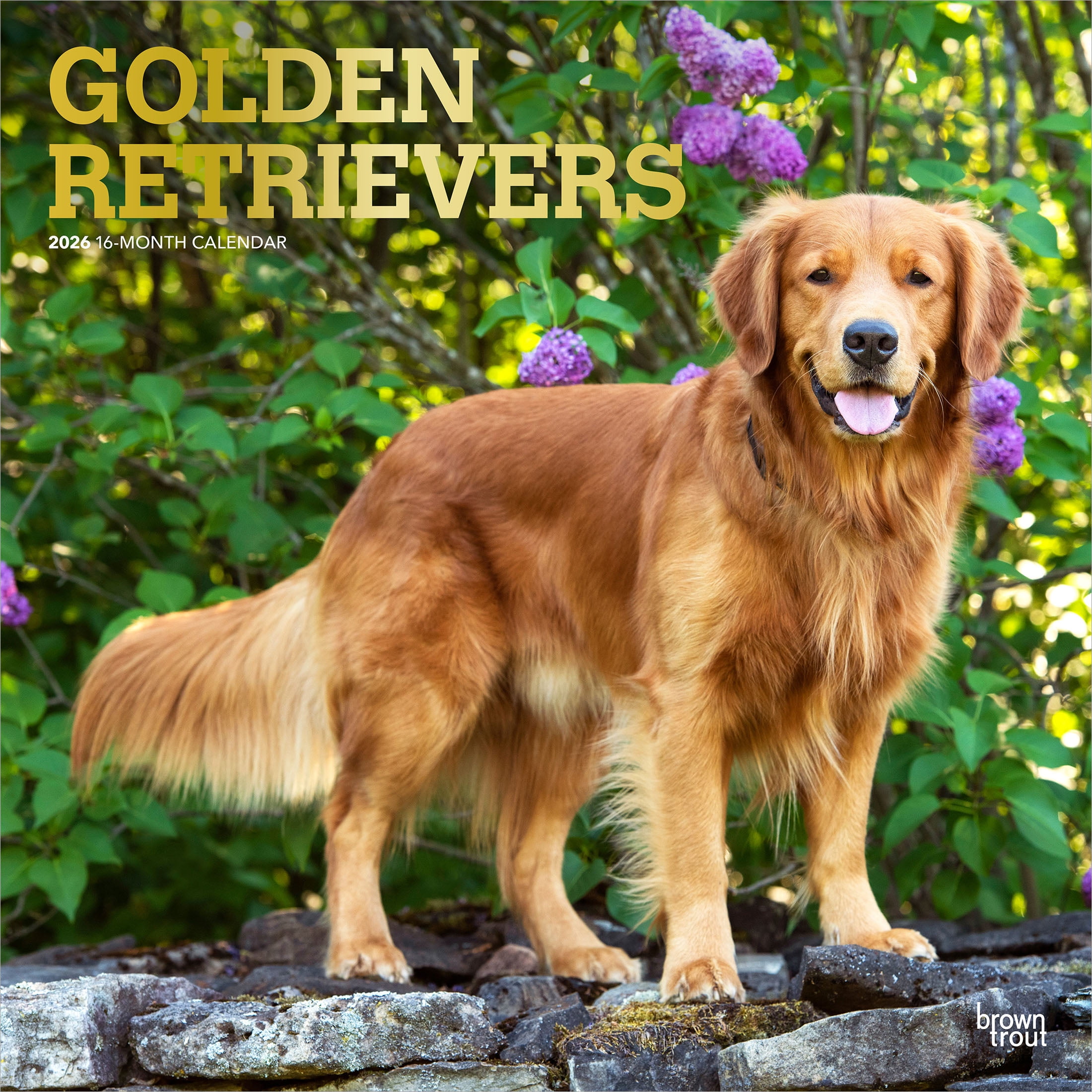 Golden Retrievers | 2026 12x24" (Hanging) Square Wall Calendar ...