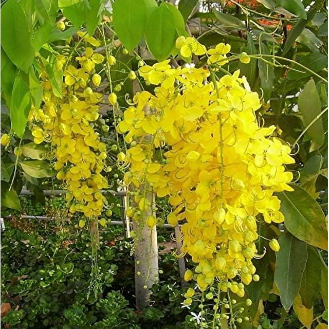 Golden Shower Tree Gold Rush Yellow Cassia Fistula Flower Jocad 15