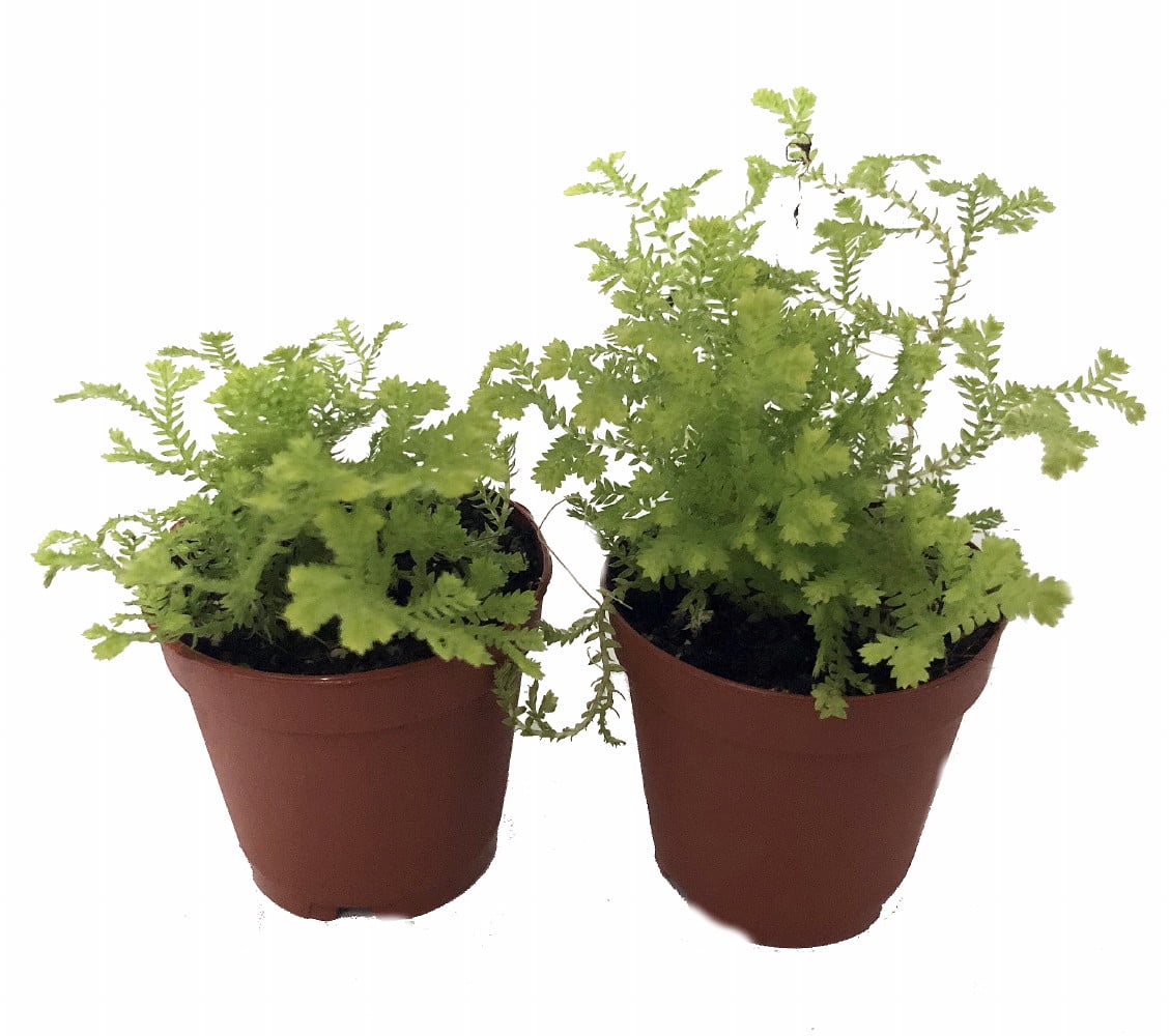 Golden Spike Fern Club - Selaginella - 2 Plants 2" Pots - Terrarium ...