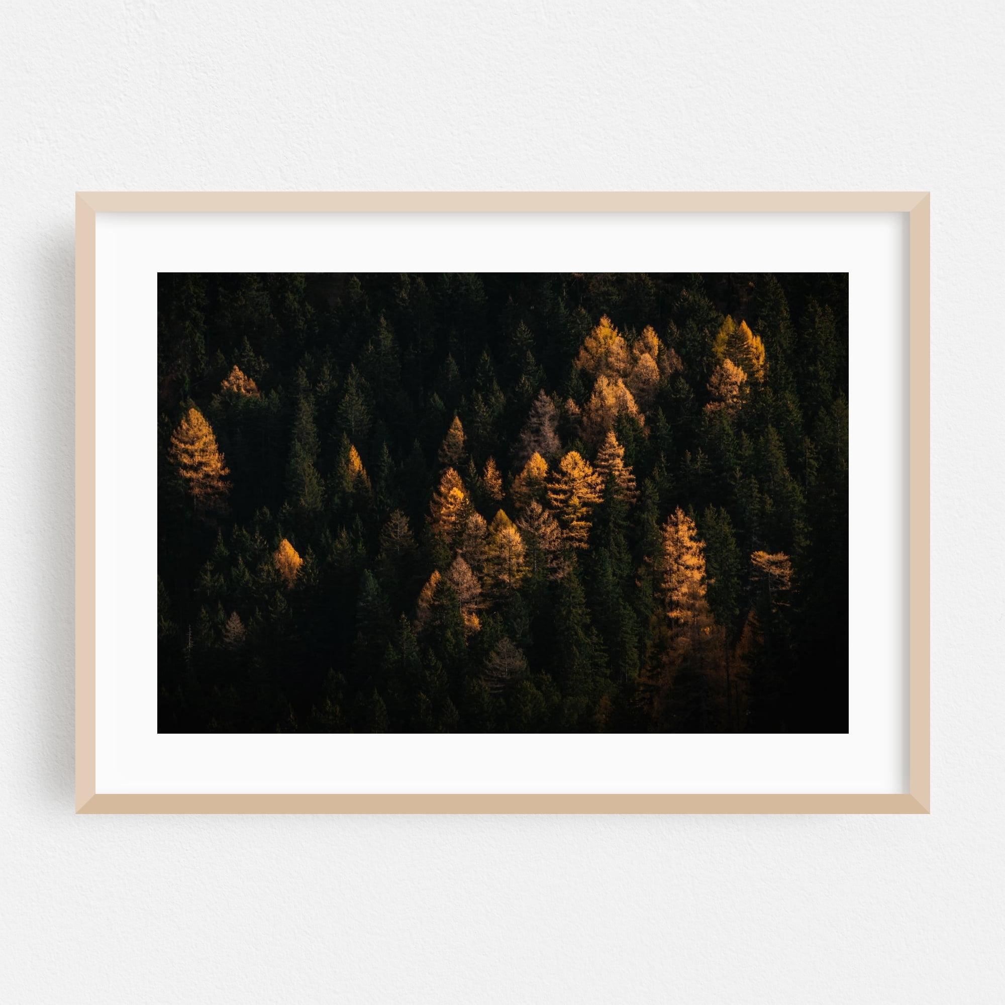 Golden Treescape - Trentino-South Tyrol Italy Photography Forest Autumn ...