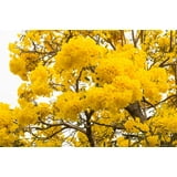 Golden Trumpet Tree Seeds for Planting (10 Seeds) - Stunning Gold ...