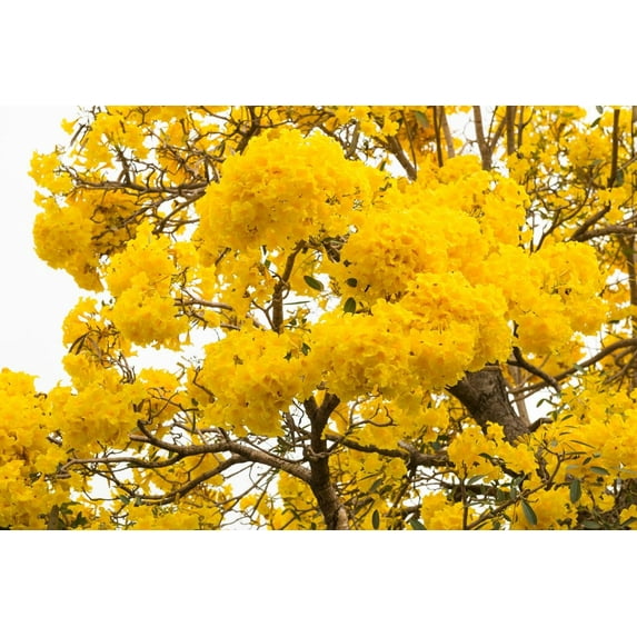 Golden Trumpet Tree Seeds for Planting (10 Seeds) - Stunning Gold Trumpet Shaped Blooms ...