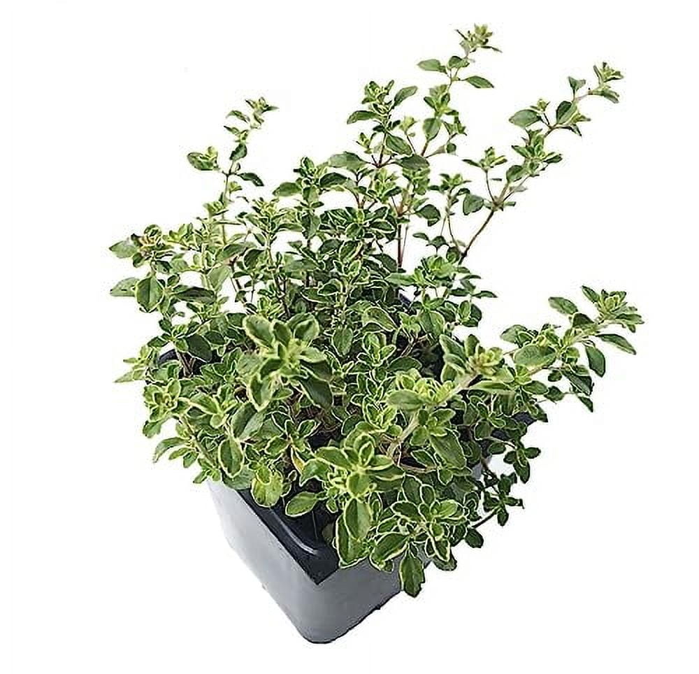 Golden Variegated Lemon Thyme Plant (Thymus x citriodorus "Aureus") 2.5 ...