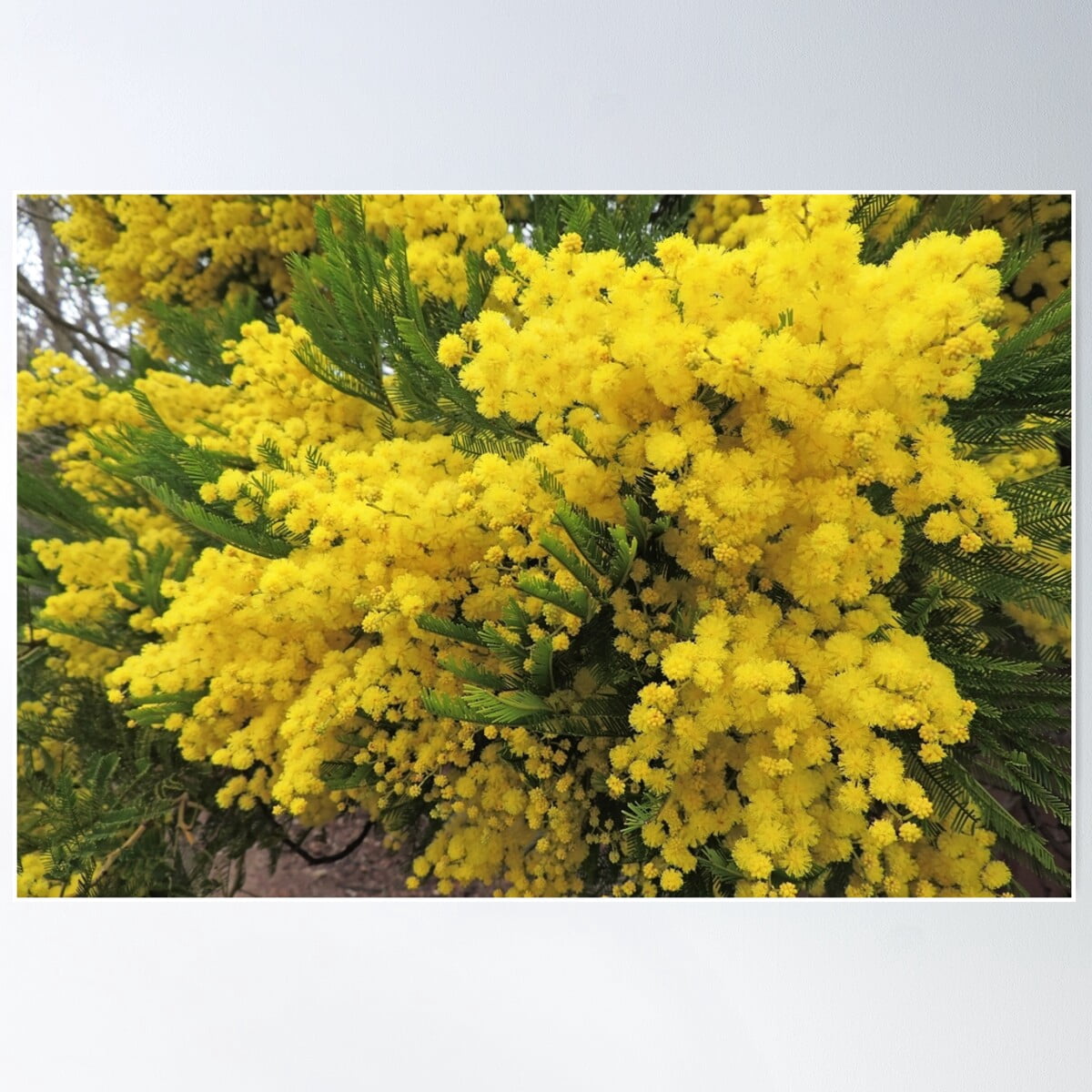 Golden Wattle - Floral Emblem Of Australia Poster Wall Art, Modern Wall ...