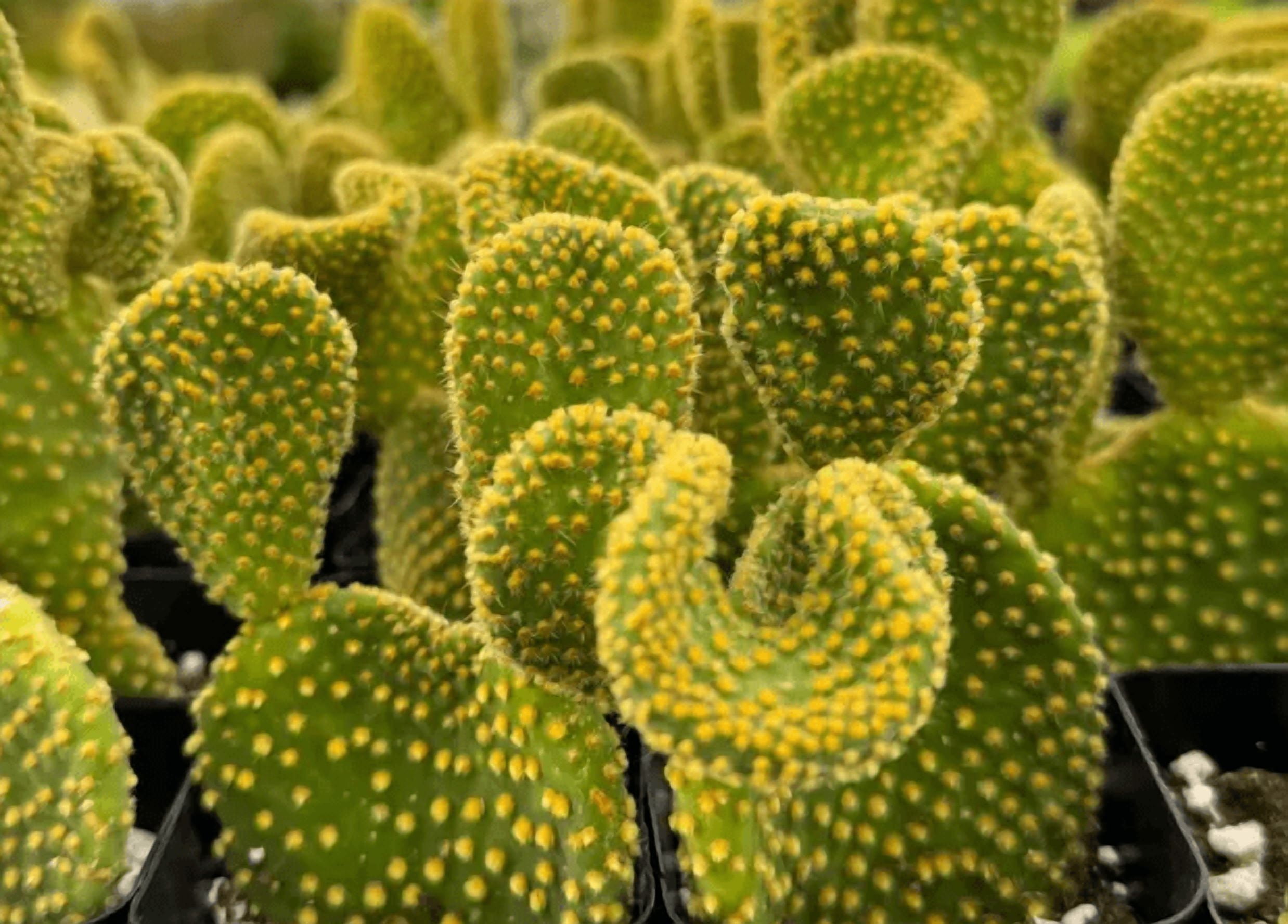 Golden Wavy Cactus Plant Live for Planting - Swirl Cactus Plant ...