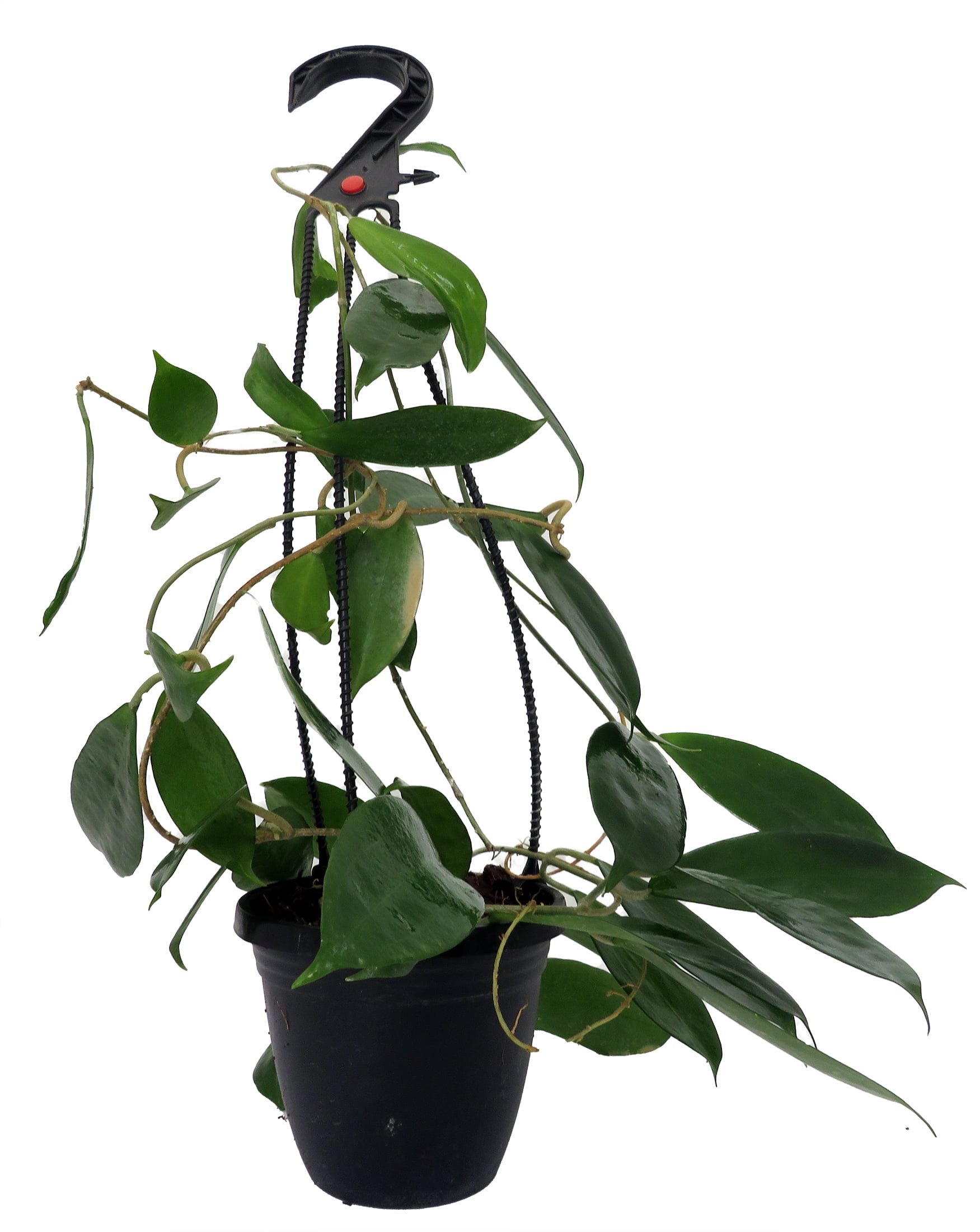 Golden Wax Plant - Neo-Ebudica Hoya - 4" Hanging Basket - Trending ...