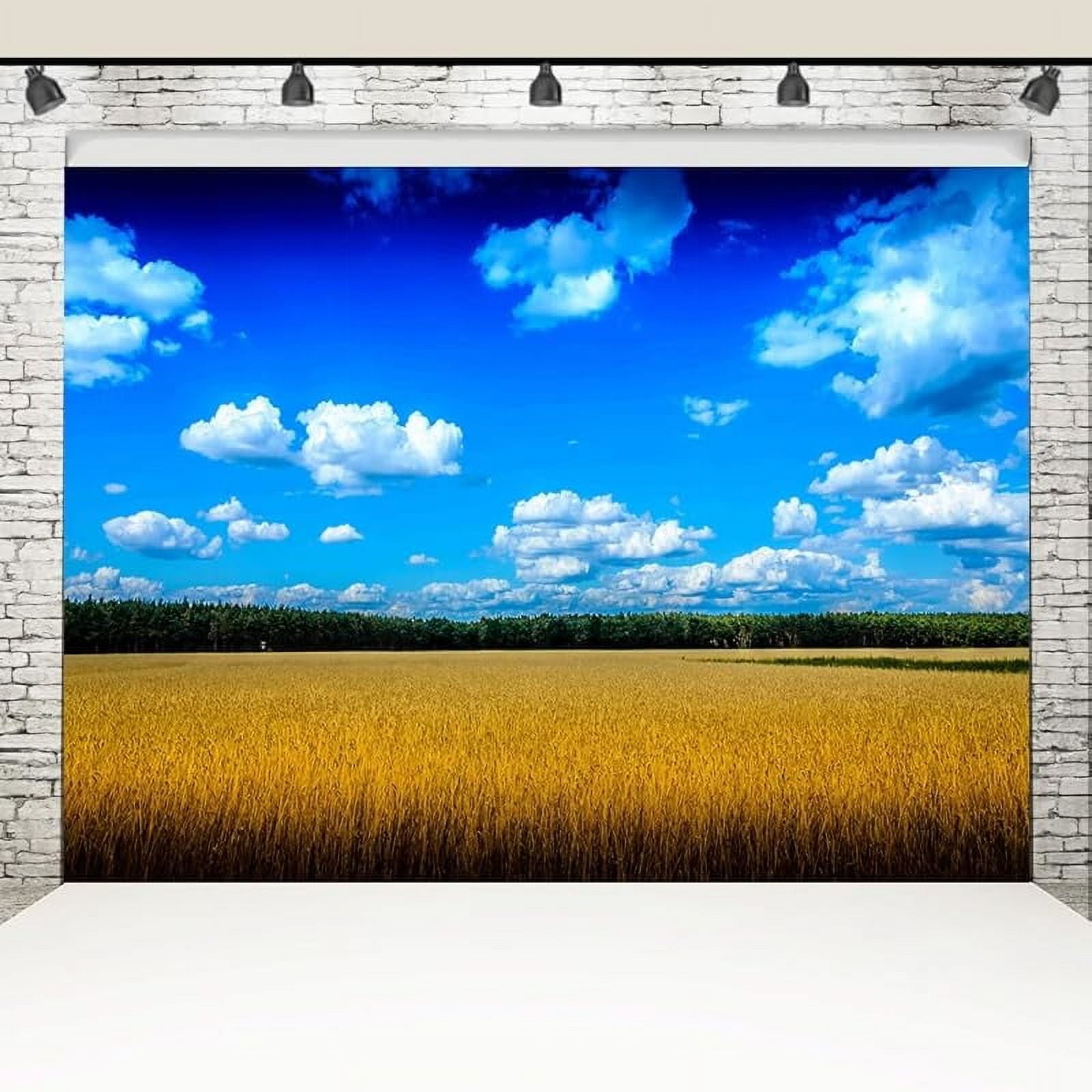 Golden Wheat Field Backdrops Blue Sky and White Clouds Photography ...