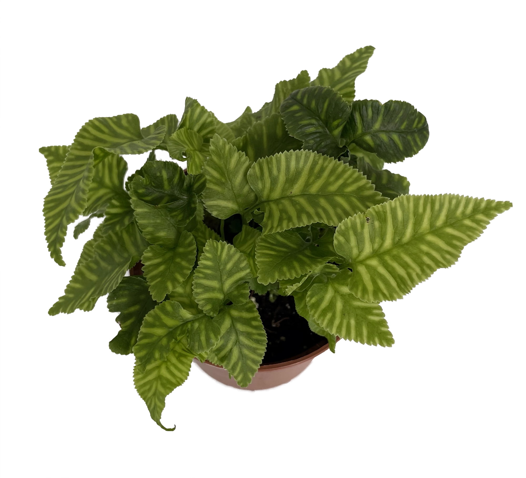 Golden Zebra Coniogramme emeiensis - Striped Mt. Emei Bamboo Fern - 2.5 ...