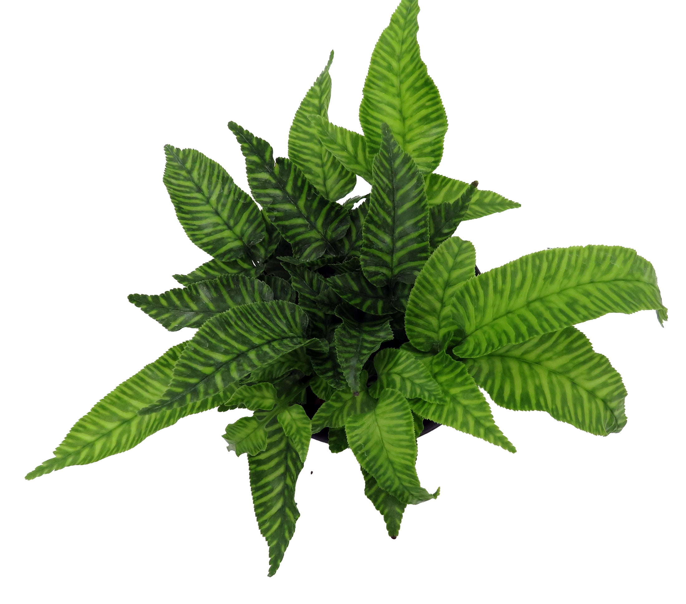 Golden Zebra Coniogramme emeiensis - Striped Mt. Emei Bamboo Fern - 4 ...