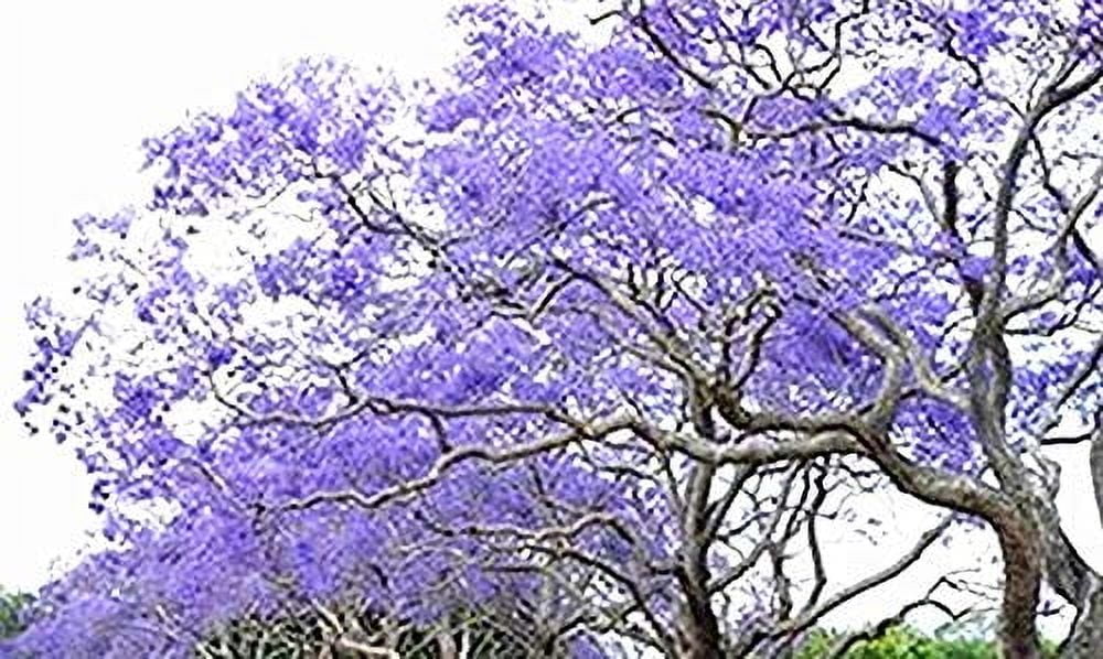 Golden Autumn Farm 25 Blue Jacaranda Tree Plant Seeds, Fragrant Trumpet ...