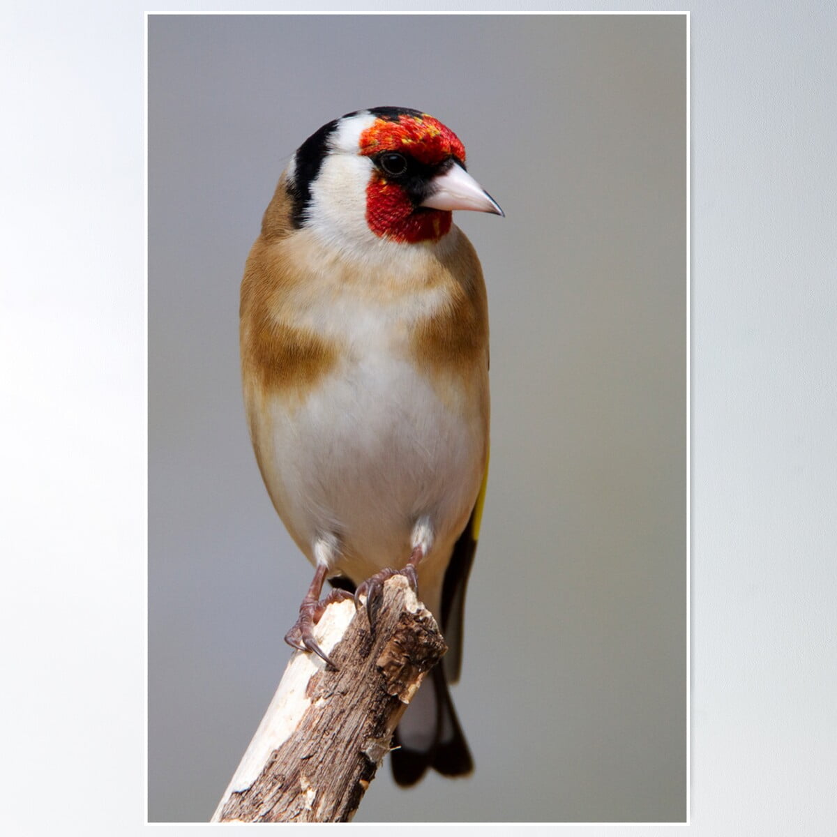 Goldfinch Poster Wall Art, Modern Wall Decor For Living Room Bedroom ...