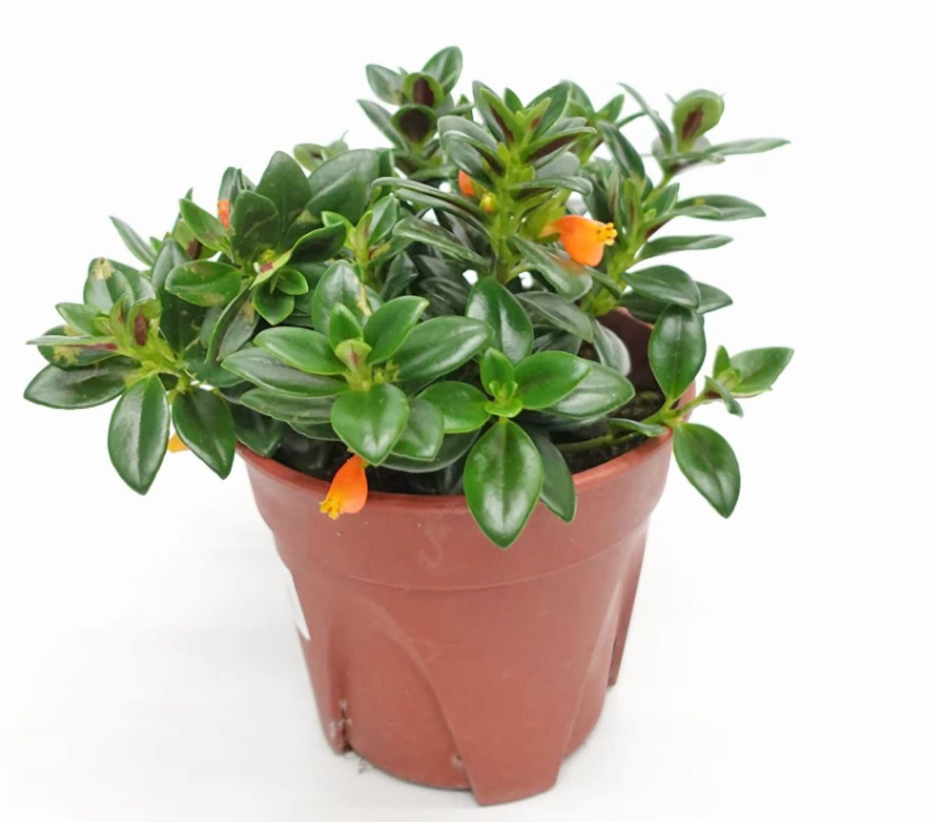Goldfish Live Plant Columnea Nematanthus Plant 4"Pot - Walmart.com