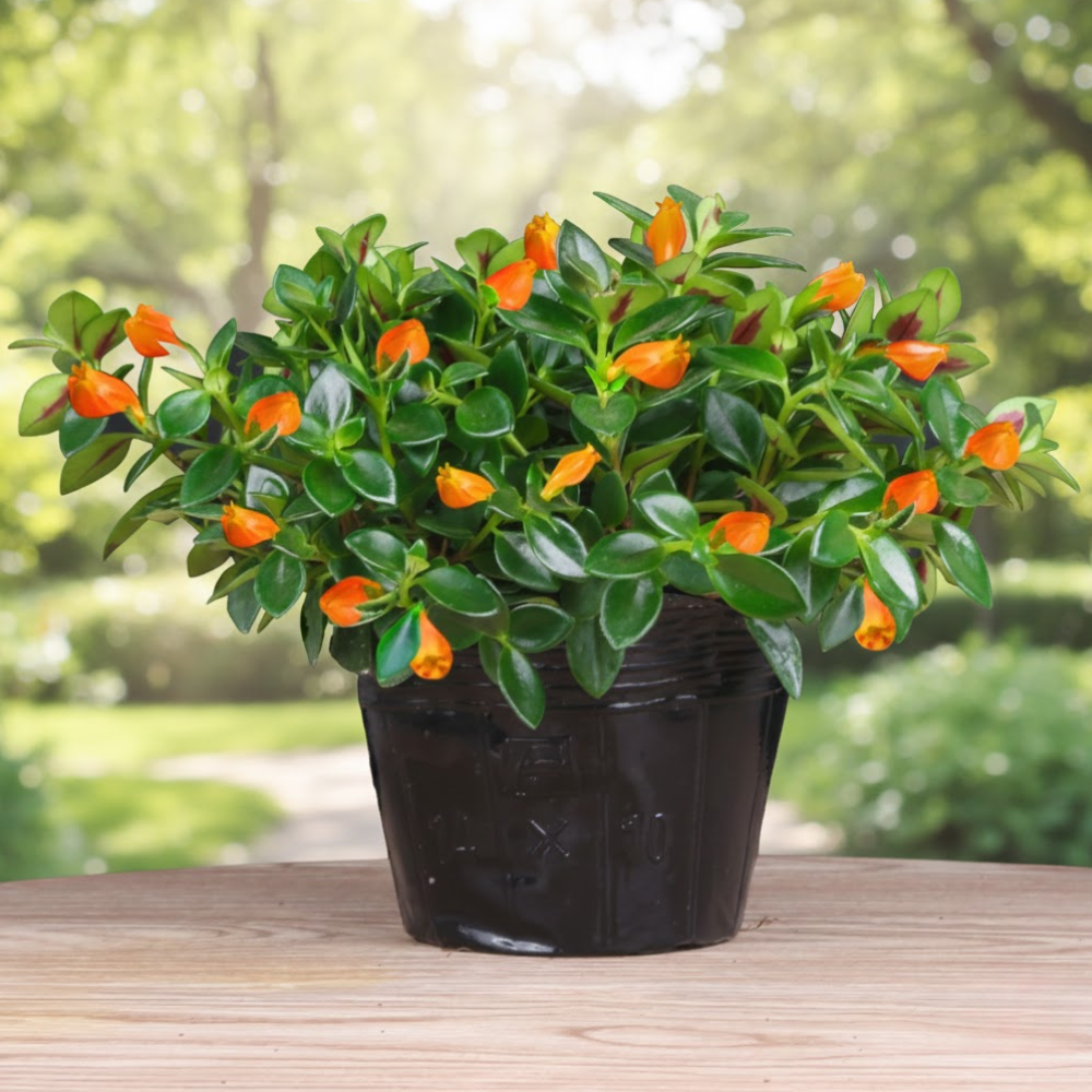Goldfish Live Plant, Tropical Goldfish Plant, Trailing Indoor ...