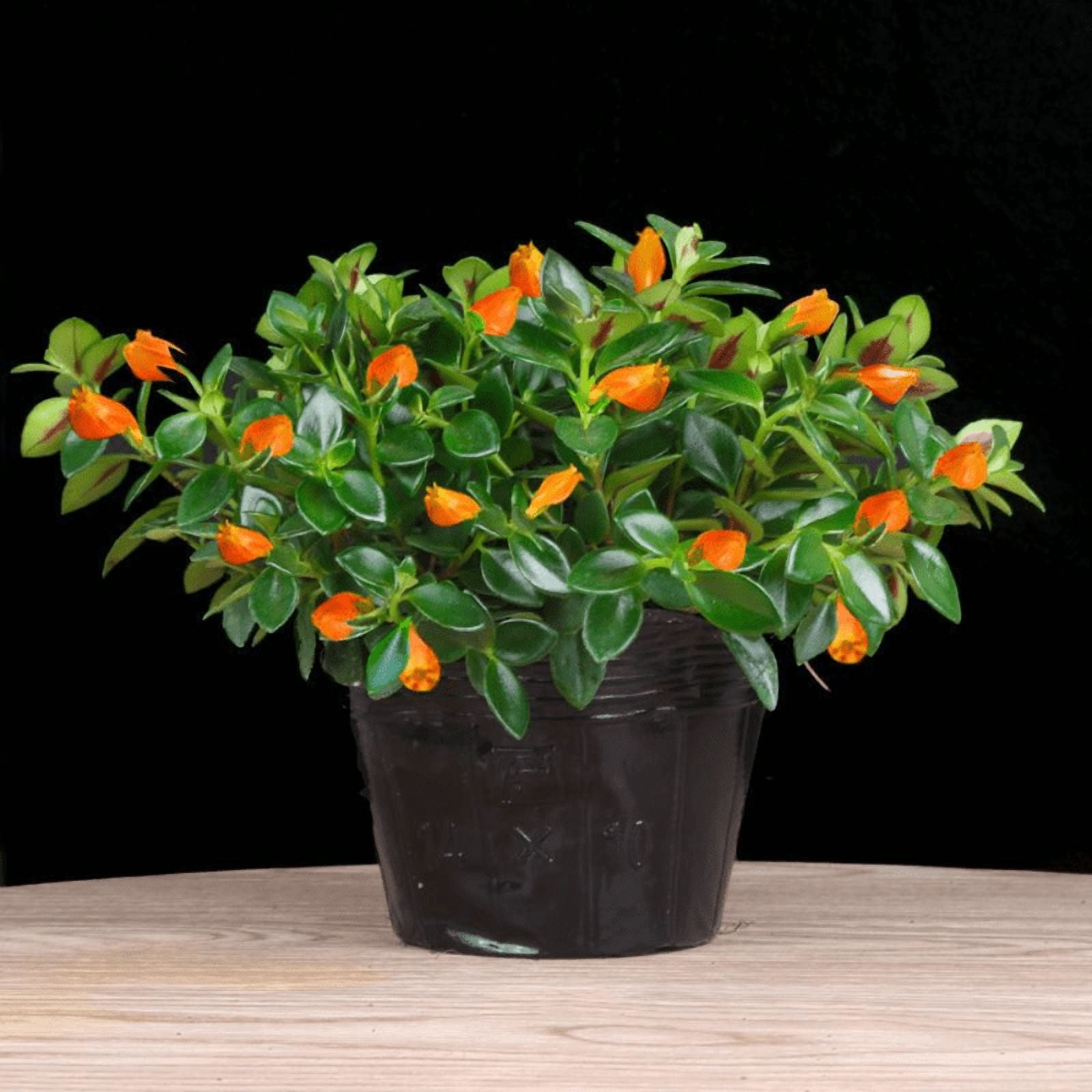 Goldfish Live Plant, Tropical Goldfish Plant, Trailing Indoor ...